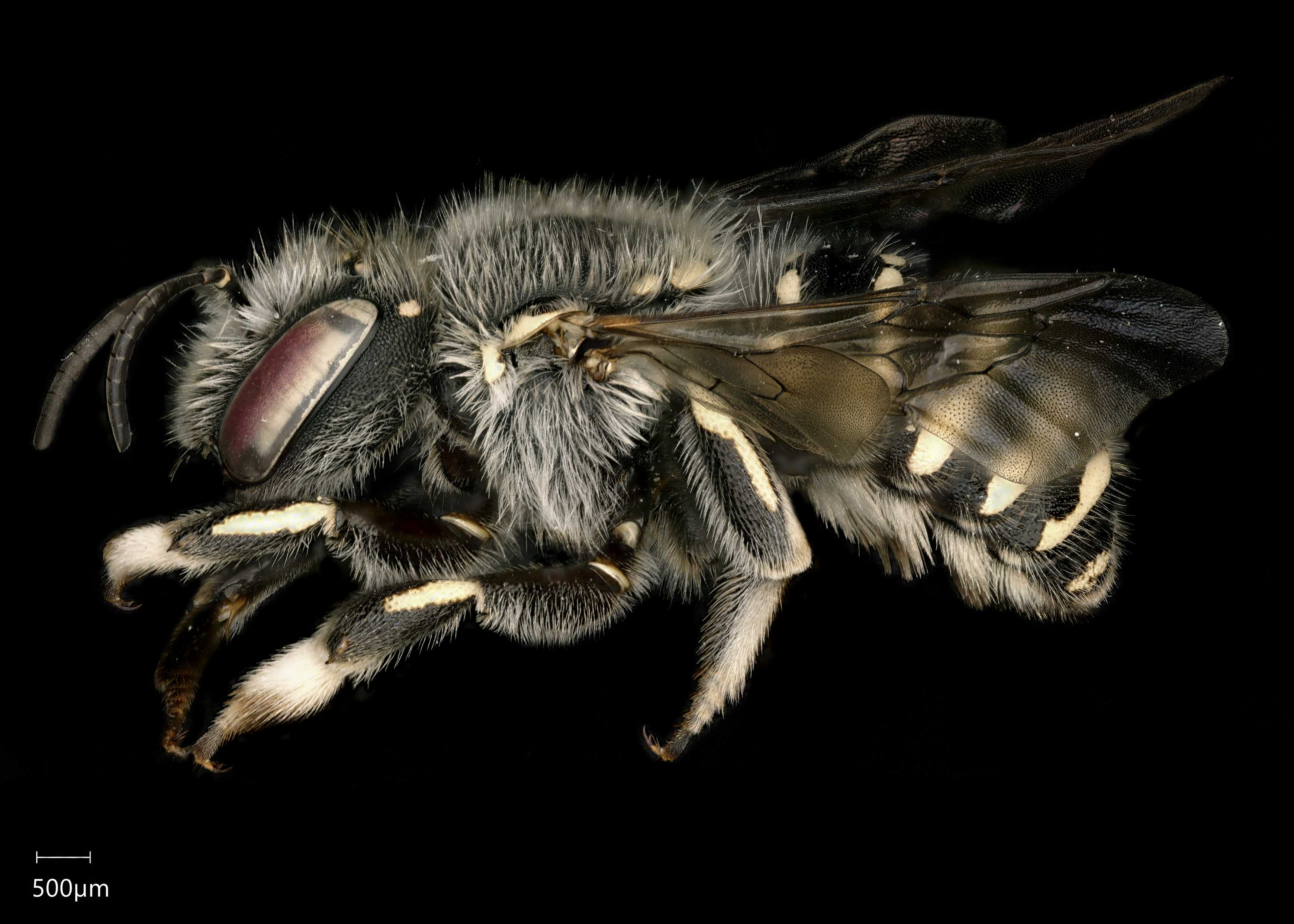 Anthidium atrifrons | Exotic Bee ID