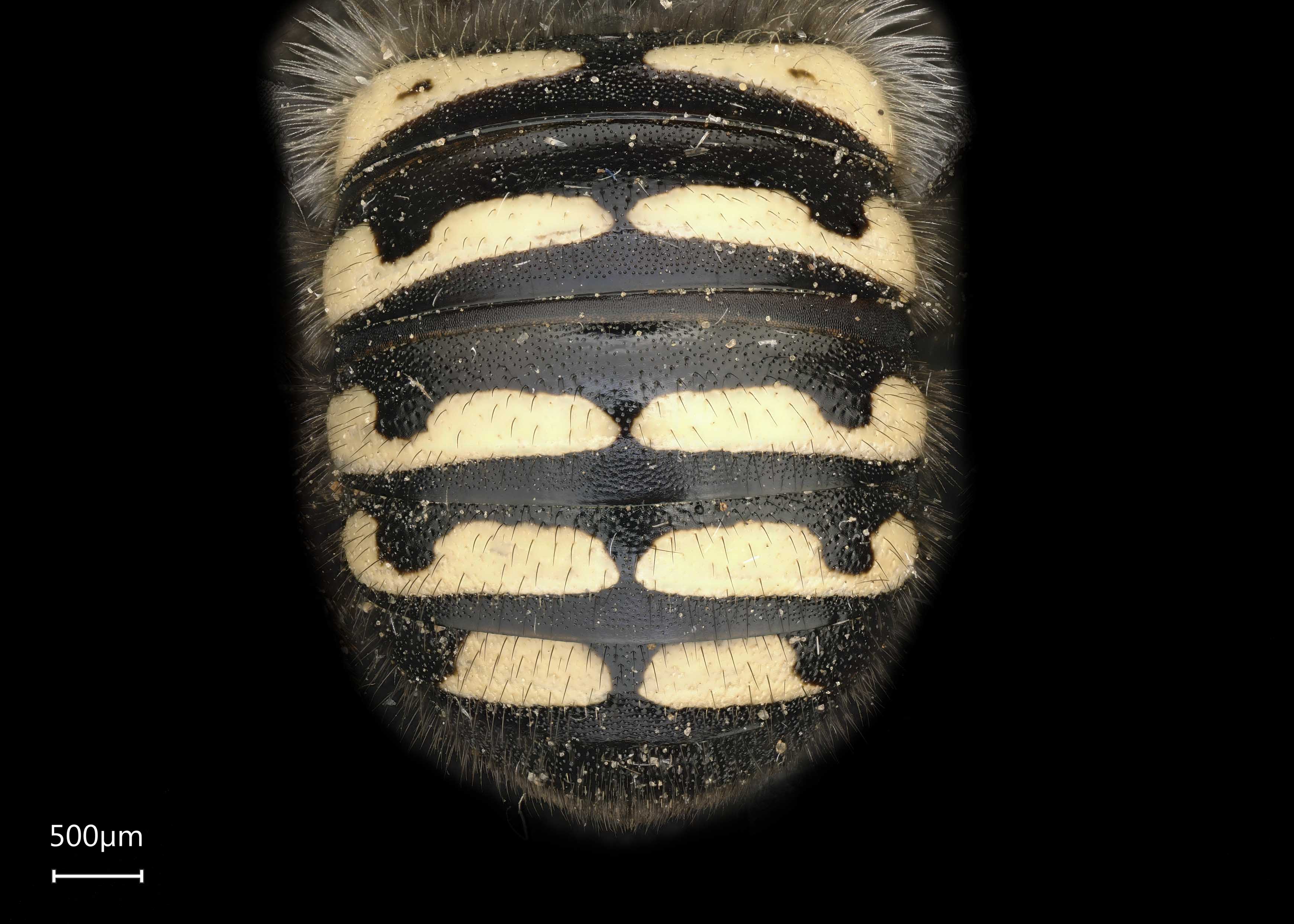 Anthidium emarginatum | Exotic Bee ID