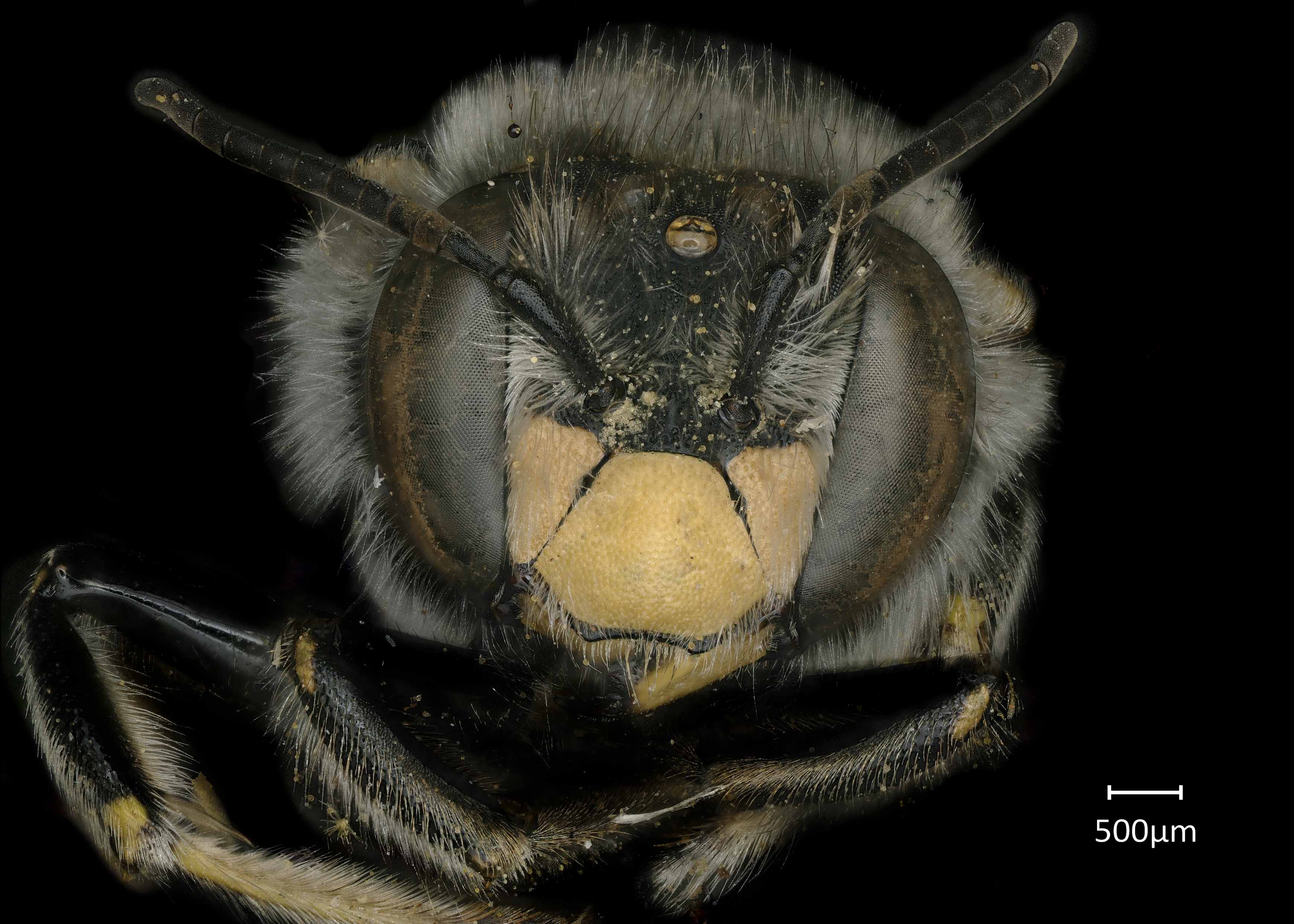 Anthidium maculosum | Exotic Bee ID