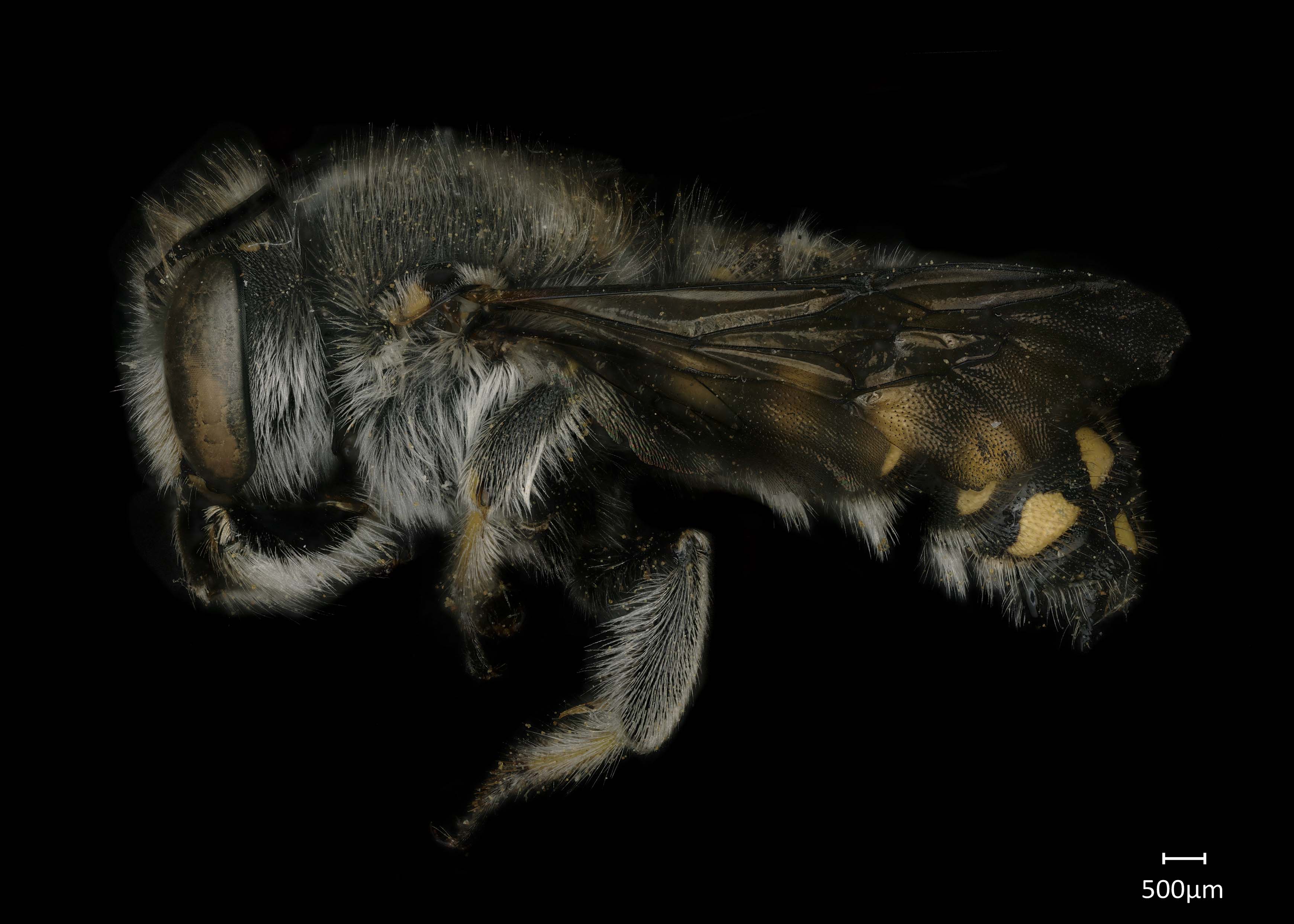 Anthidium maculosum | Exotic Bee ID