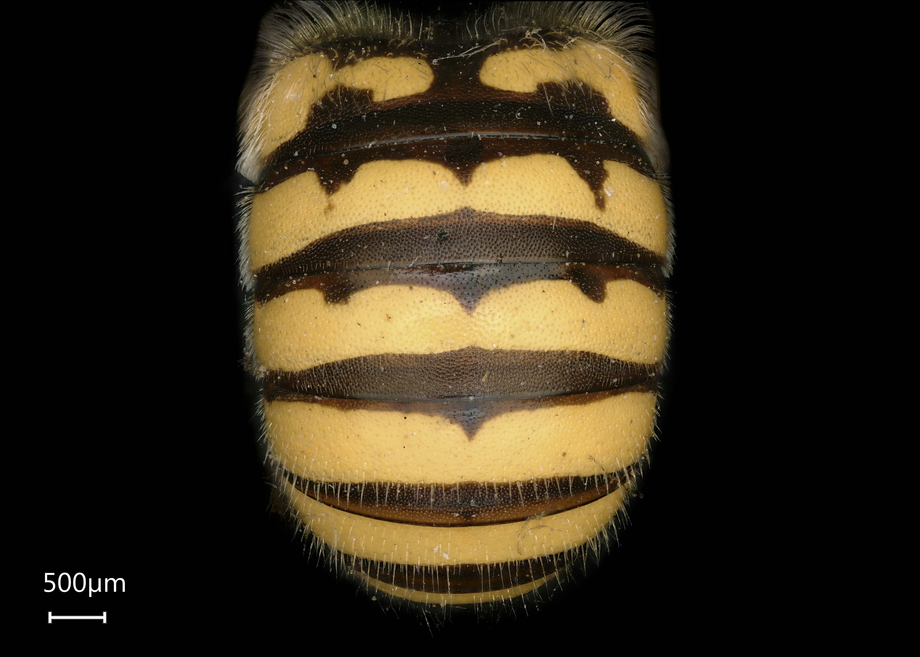 Anthidium edwardsii | Exotic Bee ID