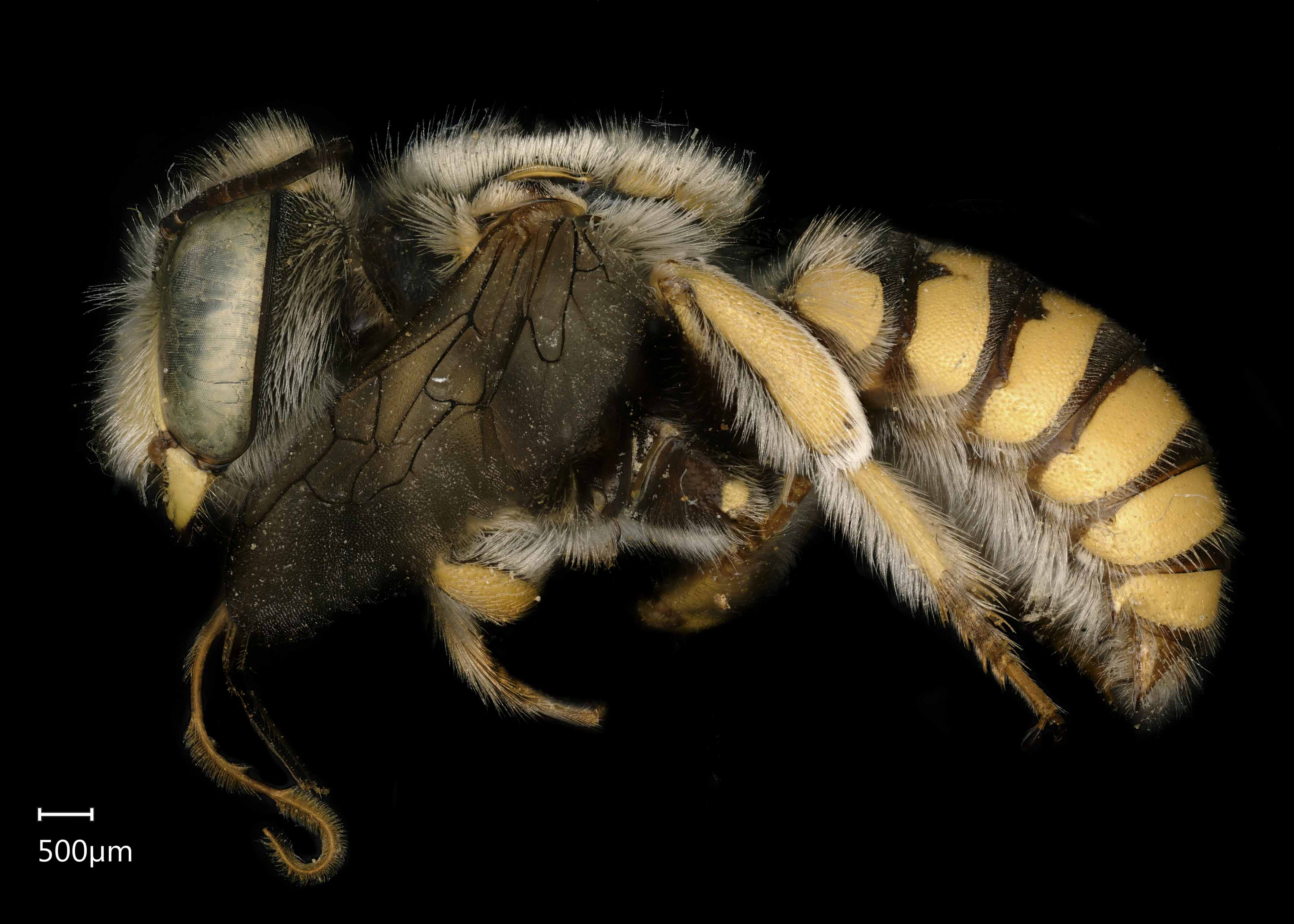 Anthidium edwardsii | Exotic Bee ID