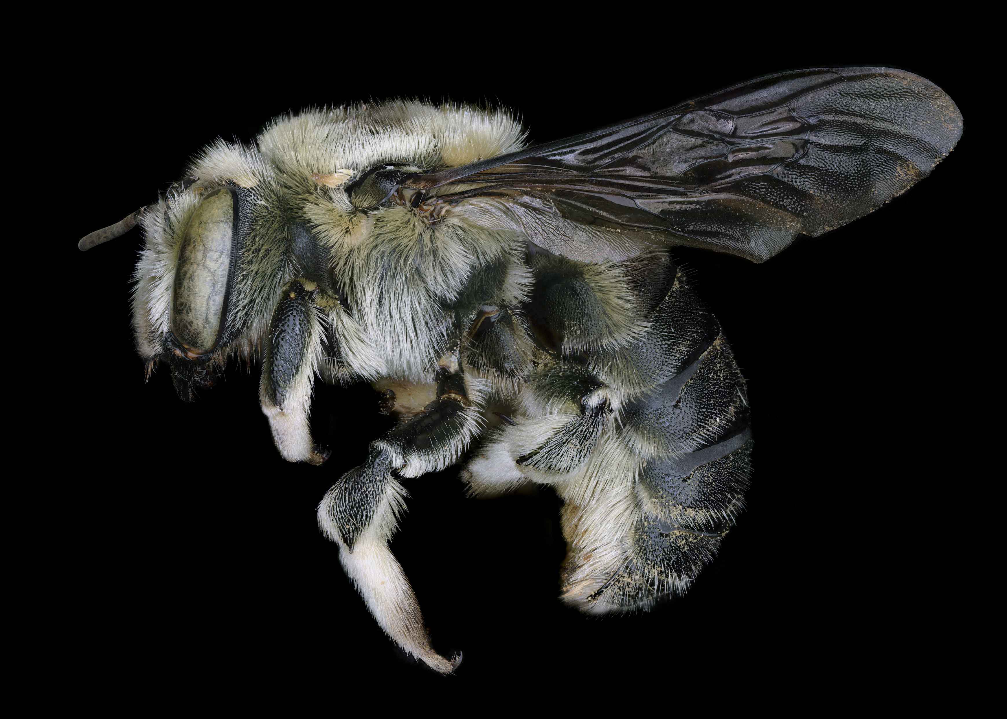 Anthidium rodriguezi | Exotic Bee ID