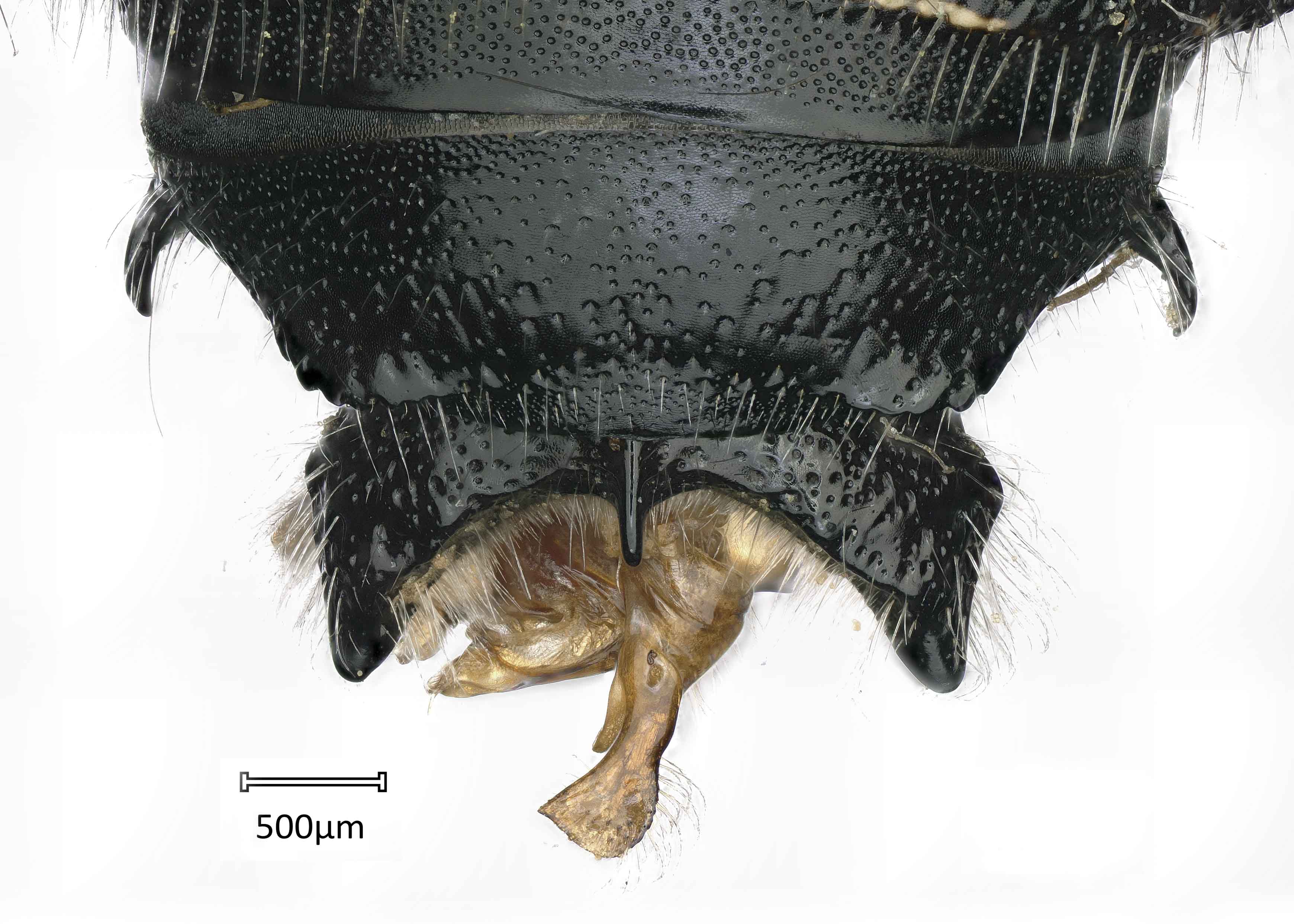 Anthidium parkeri | Exotic Bee ID