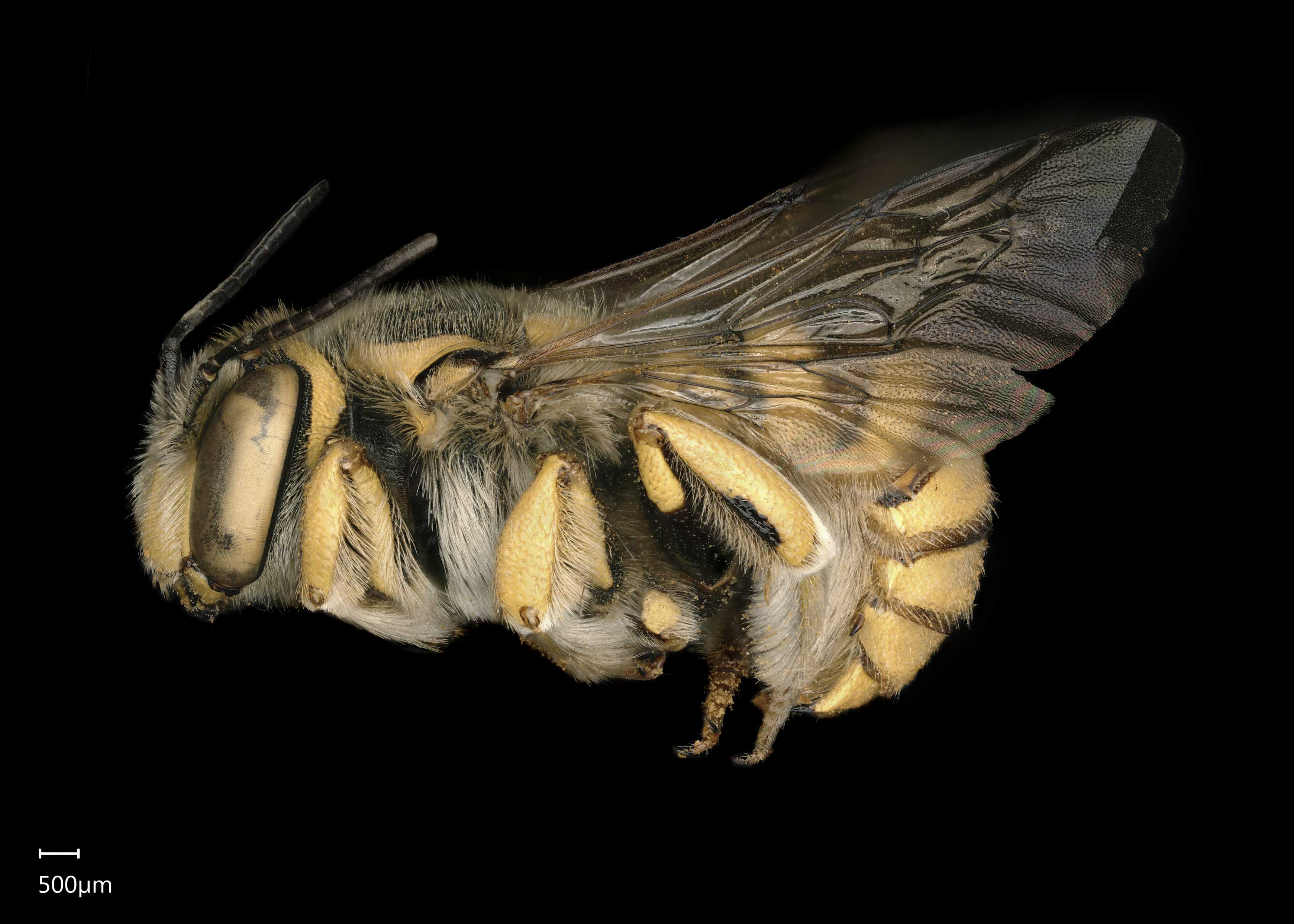 Anthidium florentinum | Exotic Bee ID