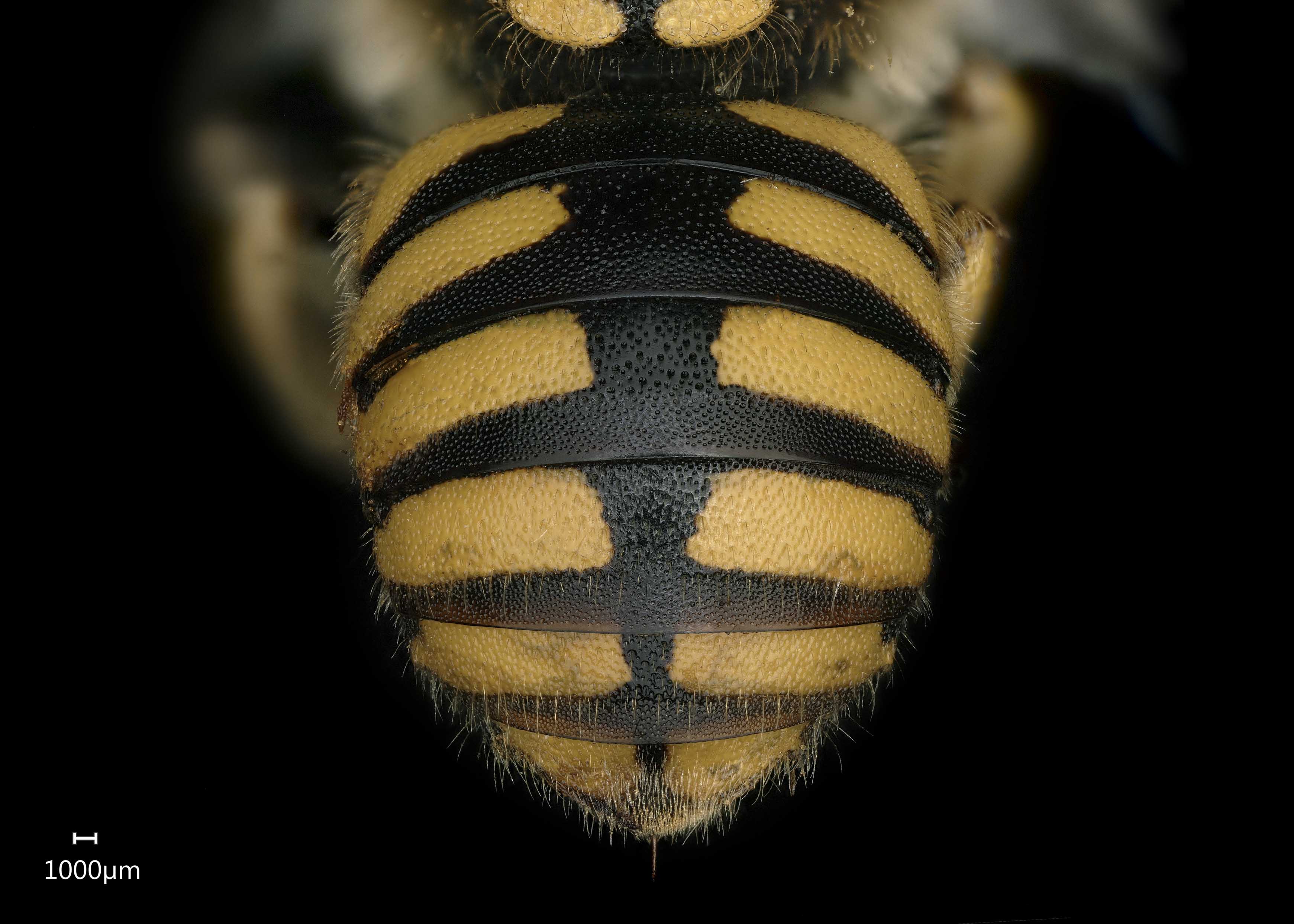 Anthidium florentinum | Exotic Bee ID