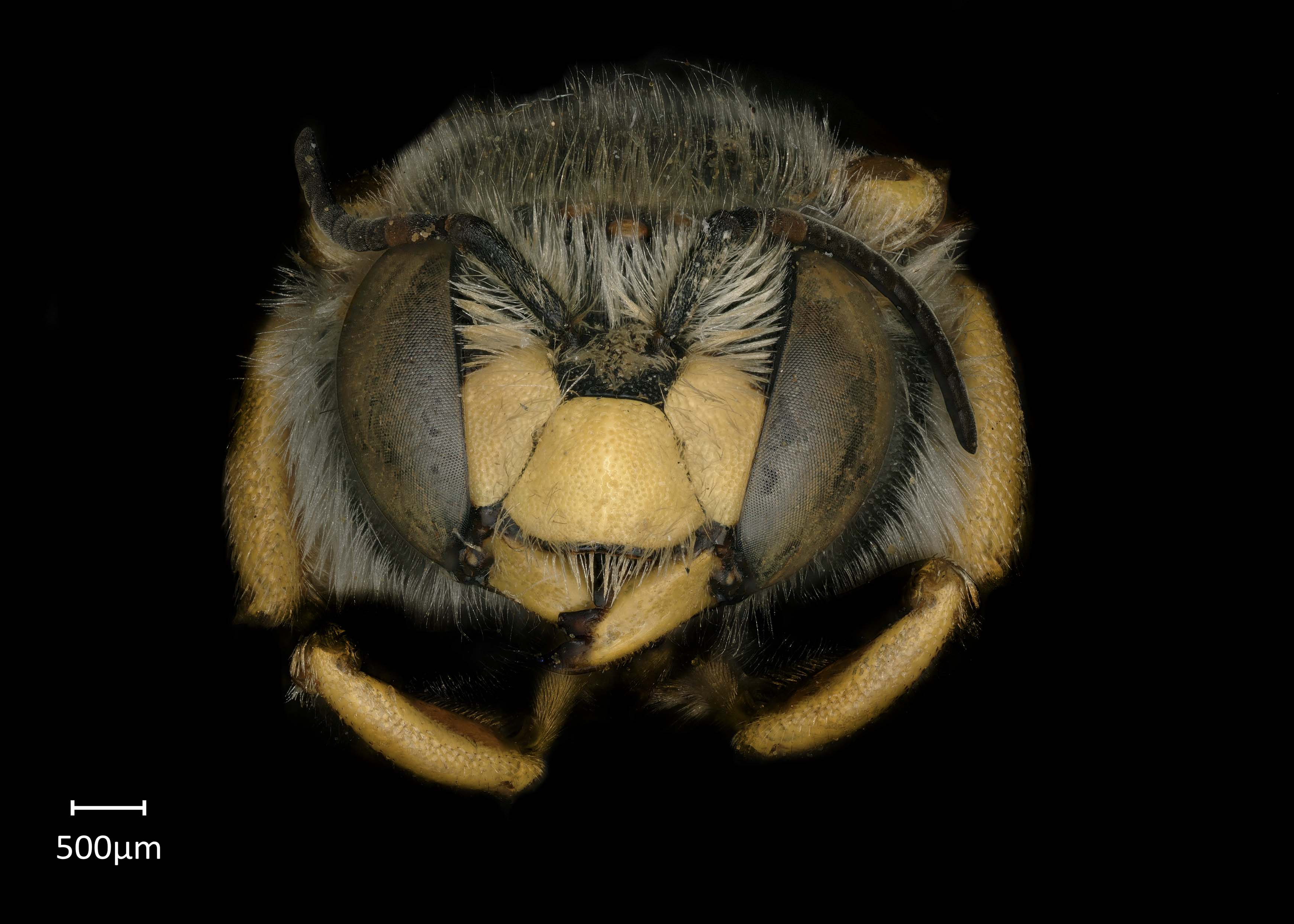 Anthidium oblongatum | Exotic Bee ID