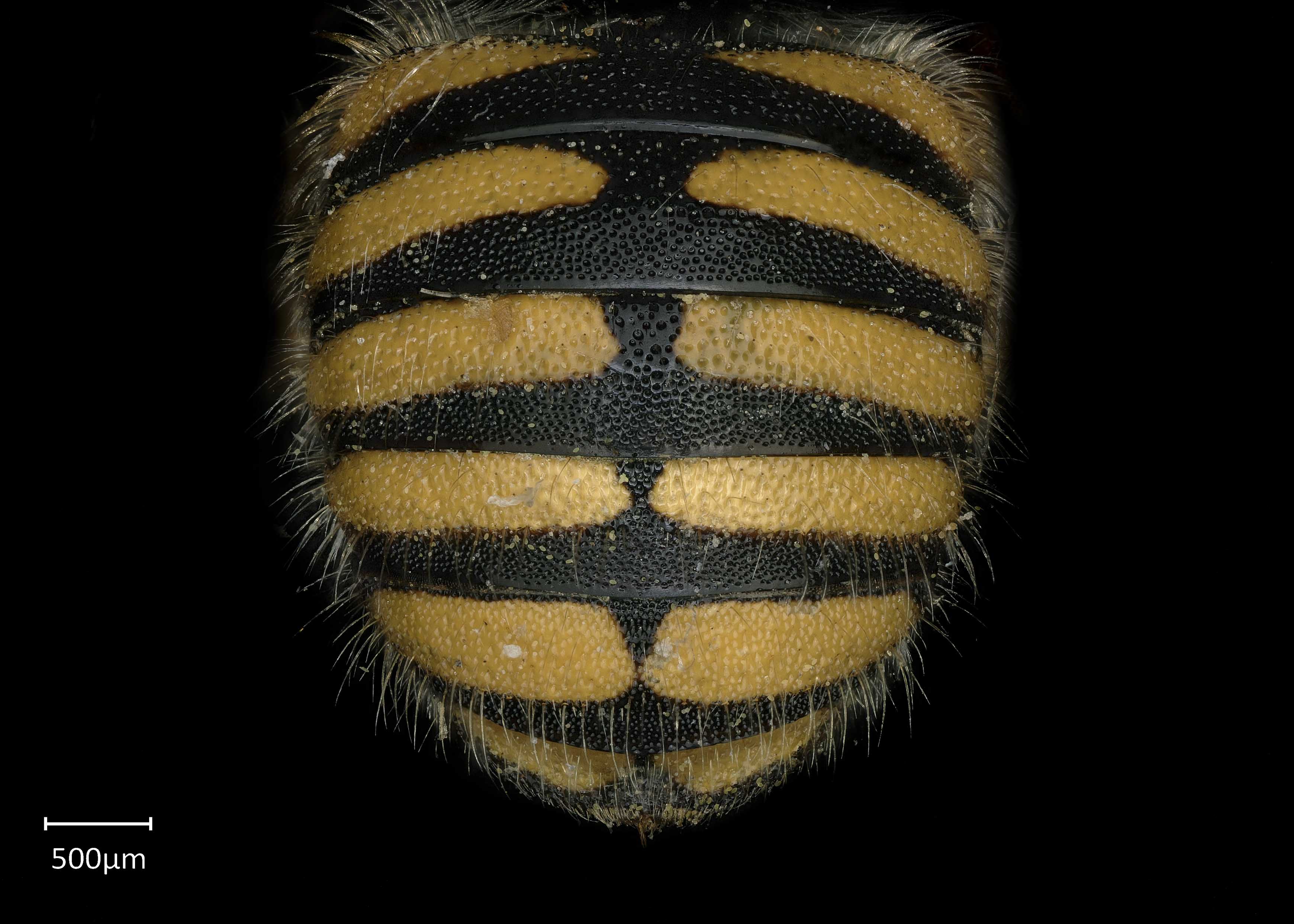 Anthidium oblongatum | Exotic Bee ID