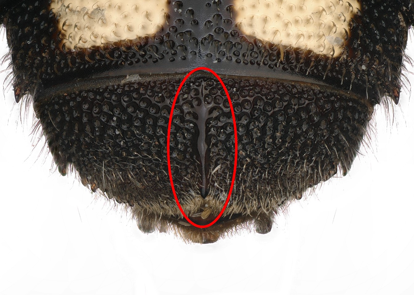 Epanthidium | Exotic Bee ID