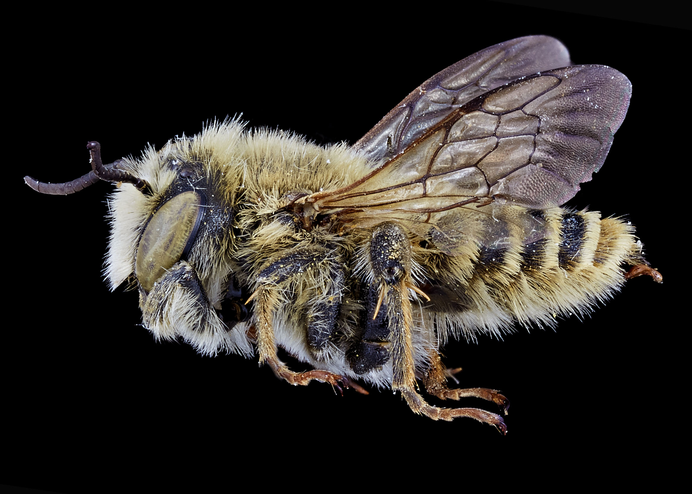 Lithurgus | Exotic Bee ID