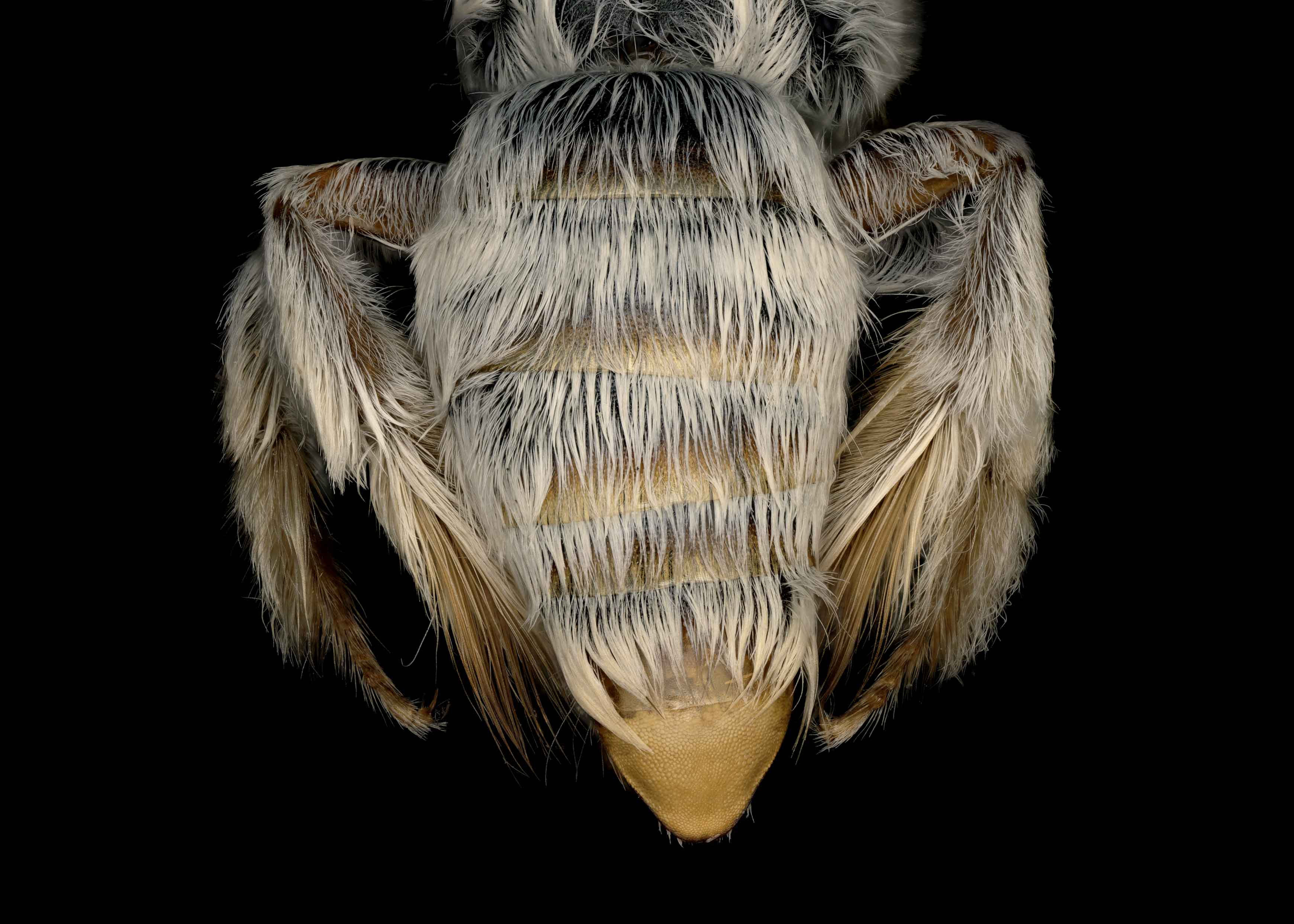 Fidelia | Exotic Bee ID