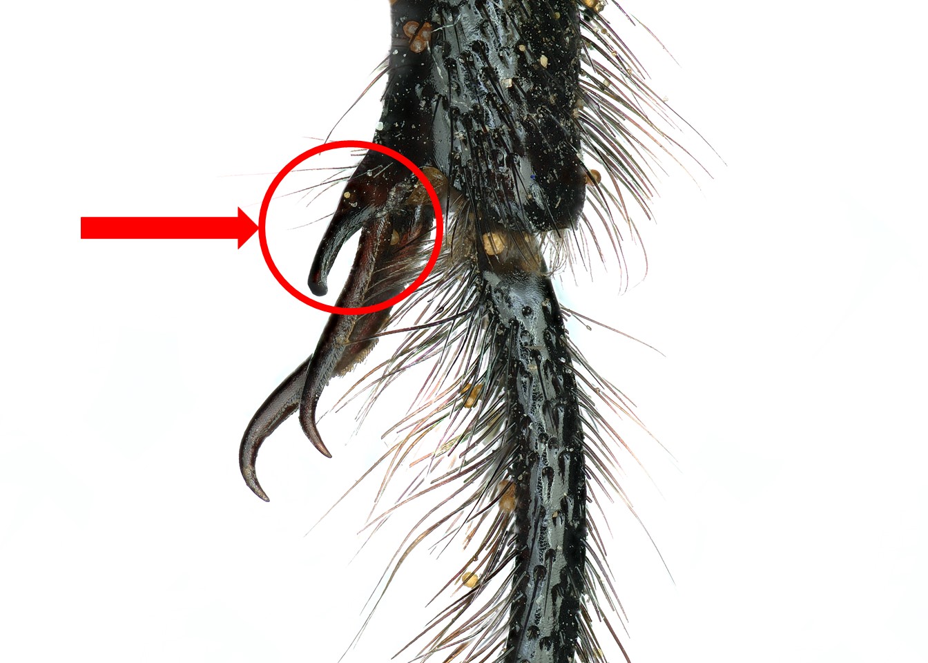 Trichothurgus | Exotic Bee ID