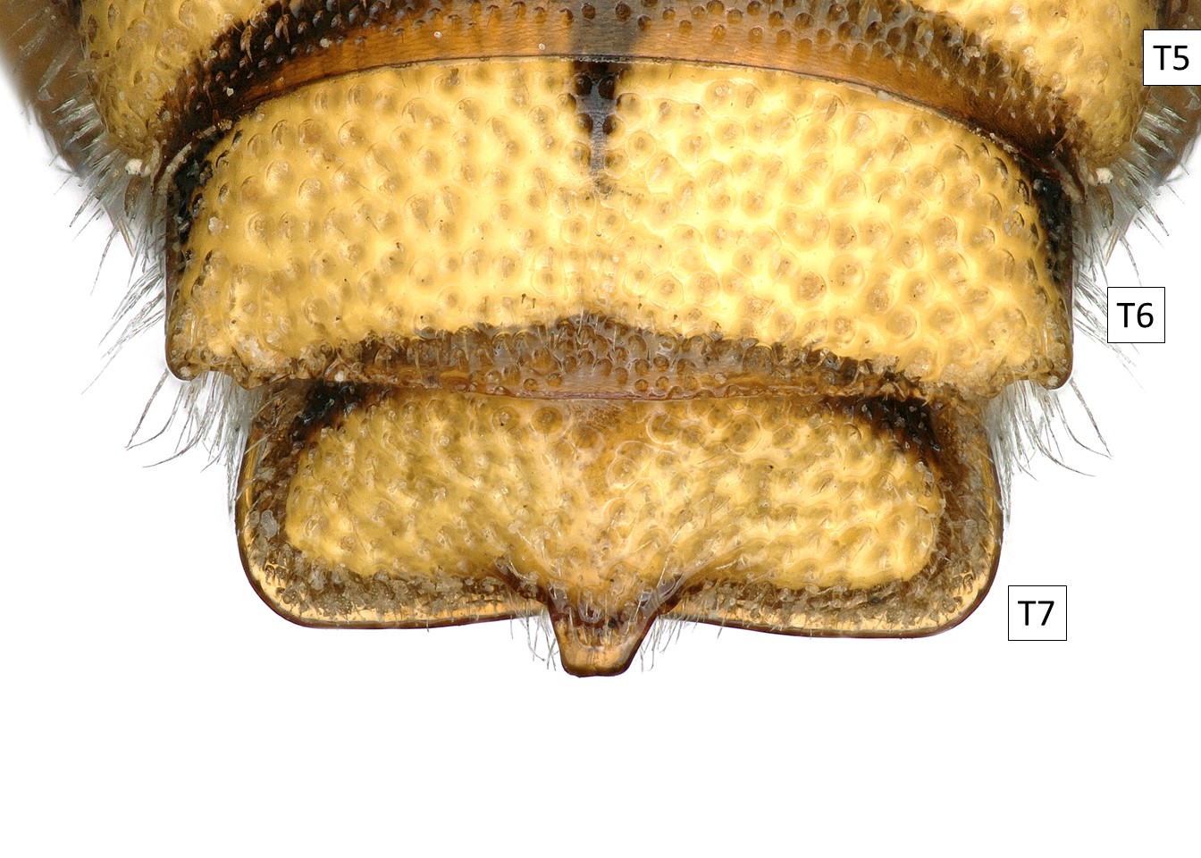 Icteranthidium | Exotic Bee ID