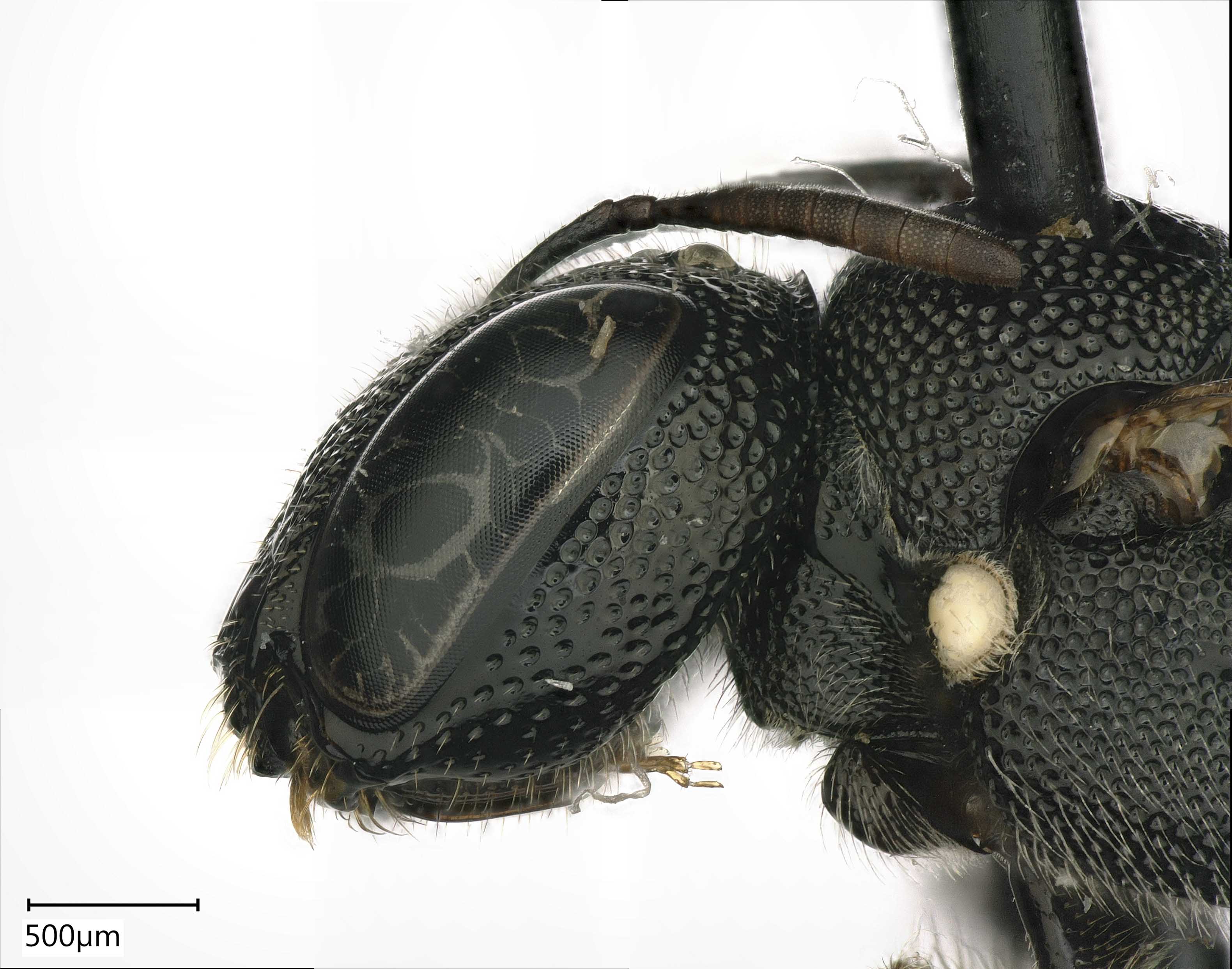 Ceratina #40; Ctenoceratina #41; | Exotic Bee ID