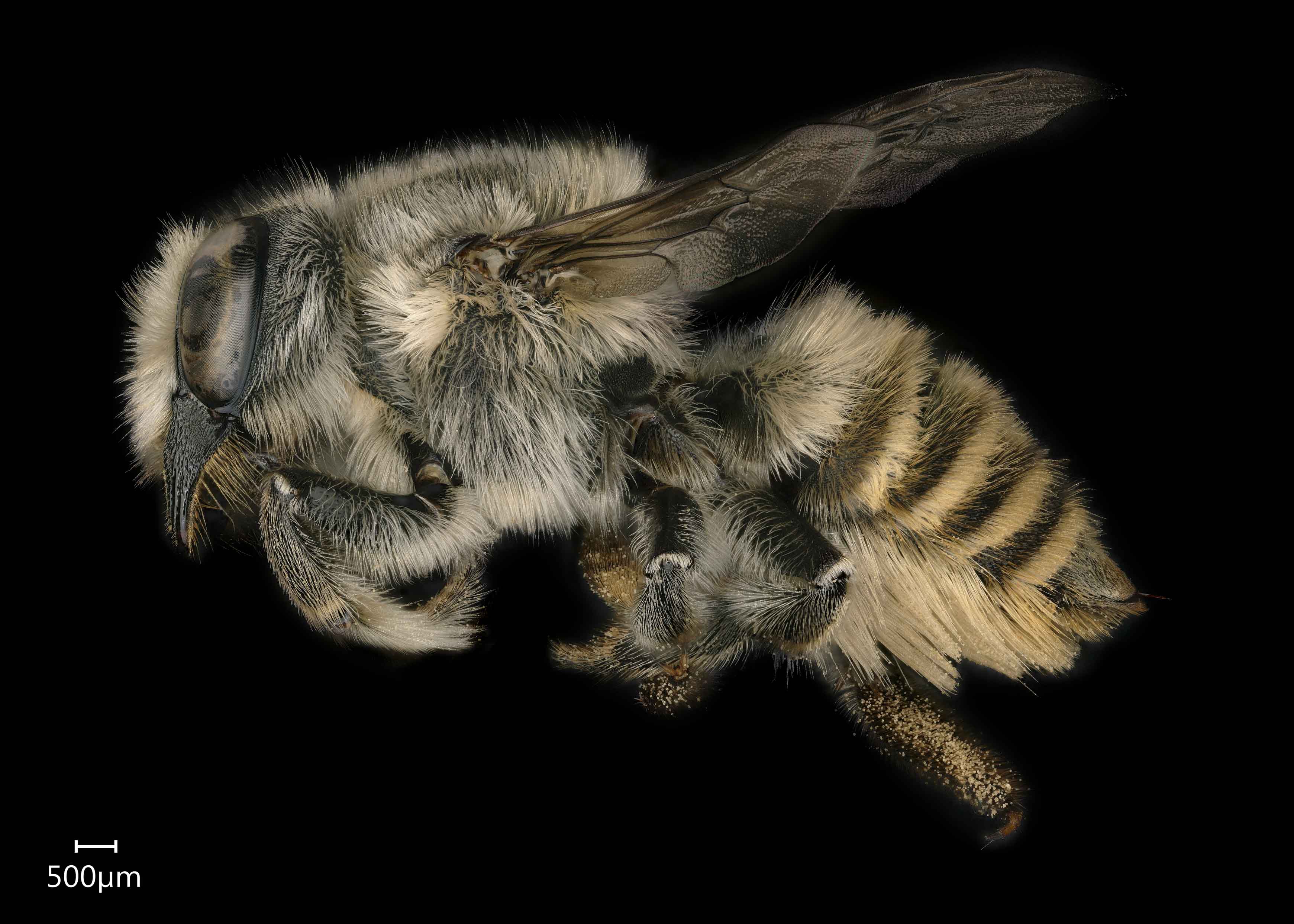 Megachile #40; Phaenosarus #41; | Exotic Bee ID