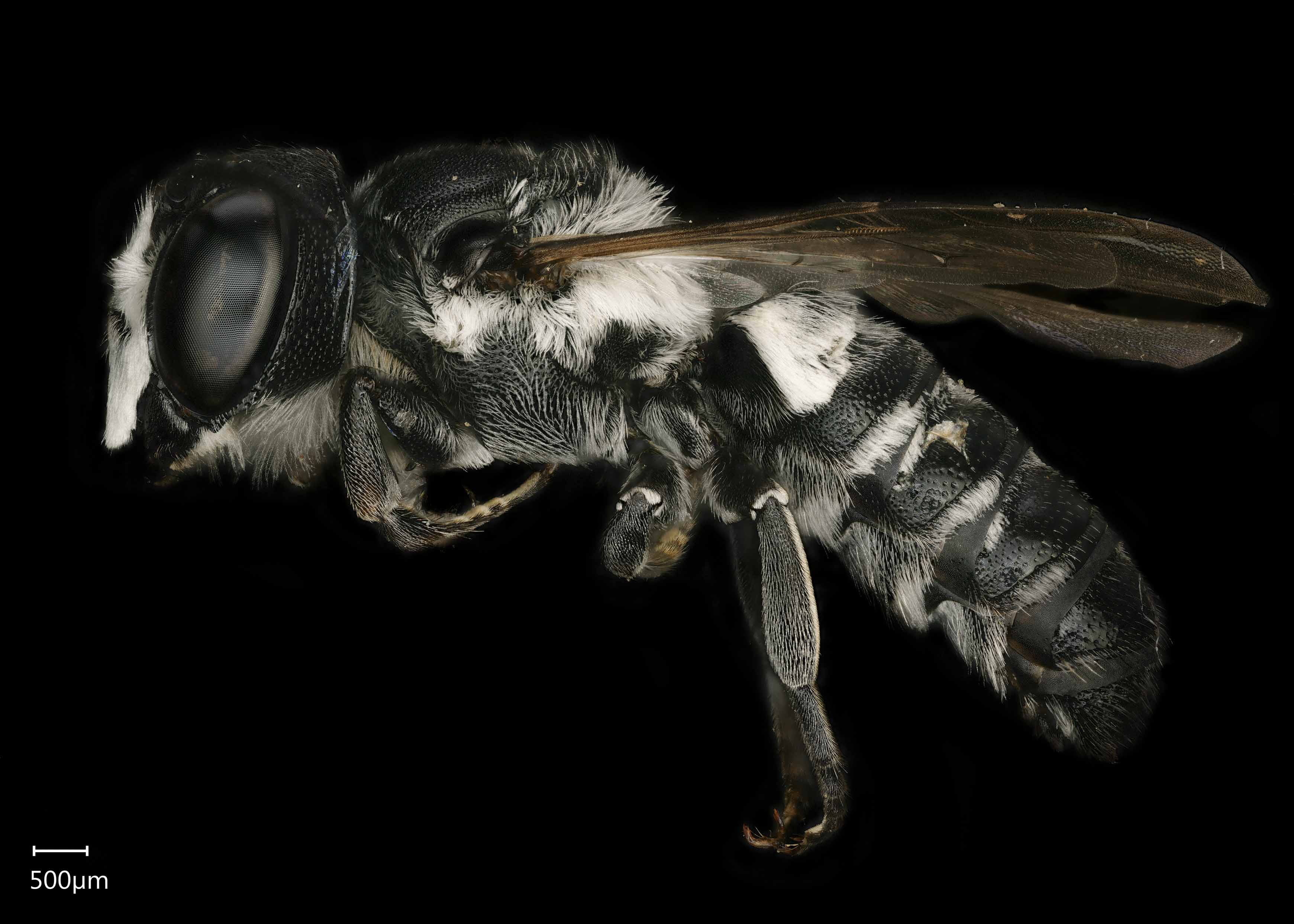 Chalicodoma | Exotic Bee ID