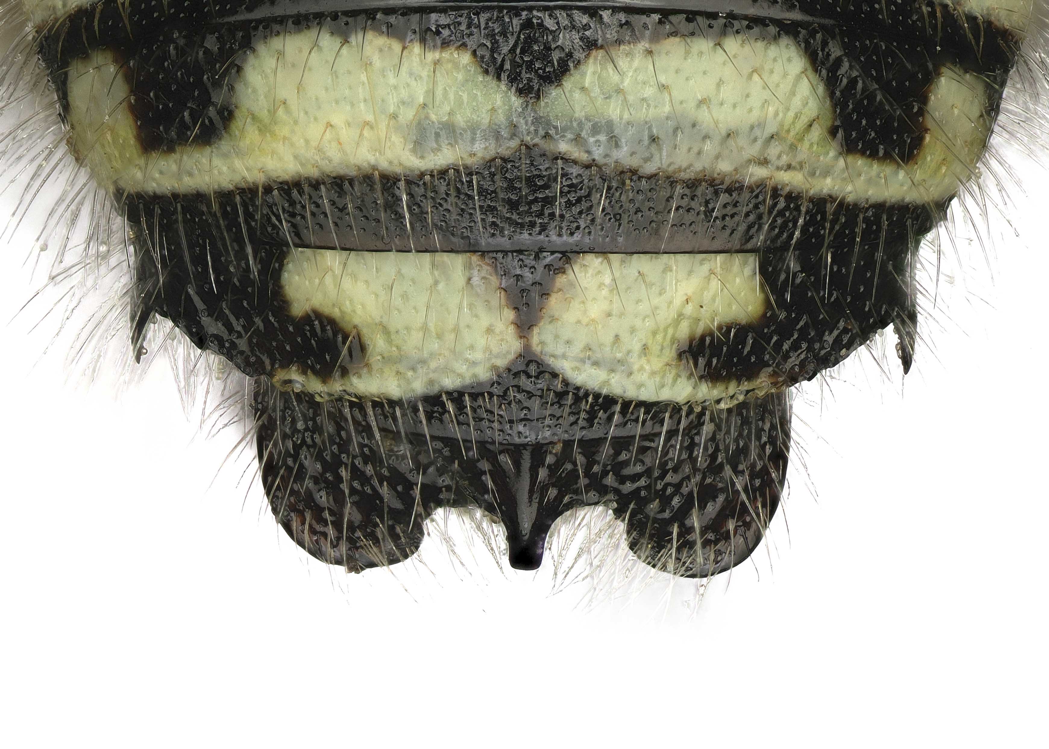 Anthidium tenuiflorae | Exotic Bee ID