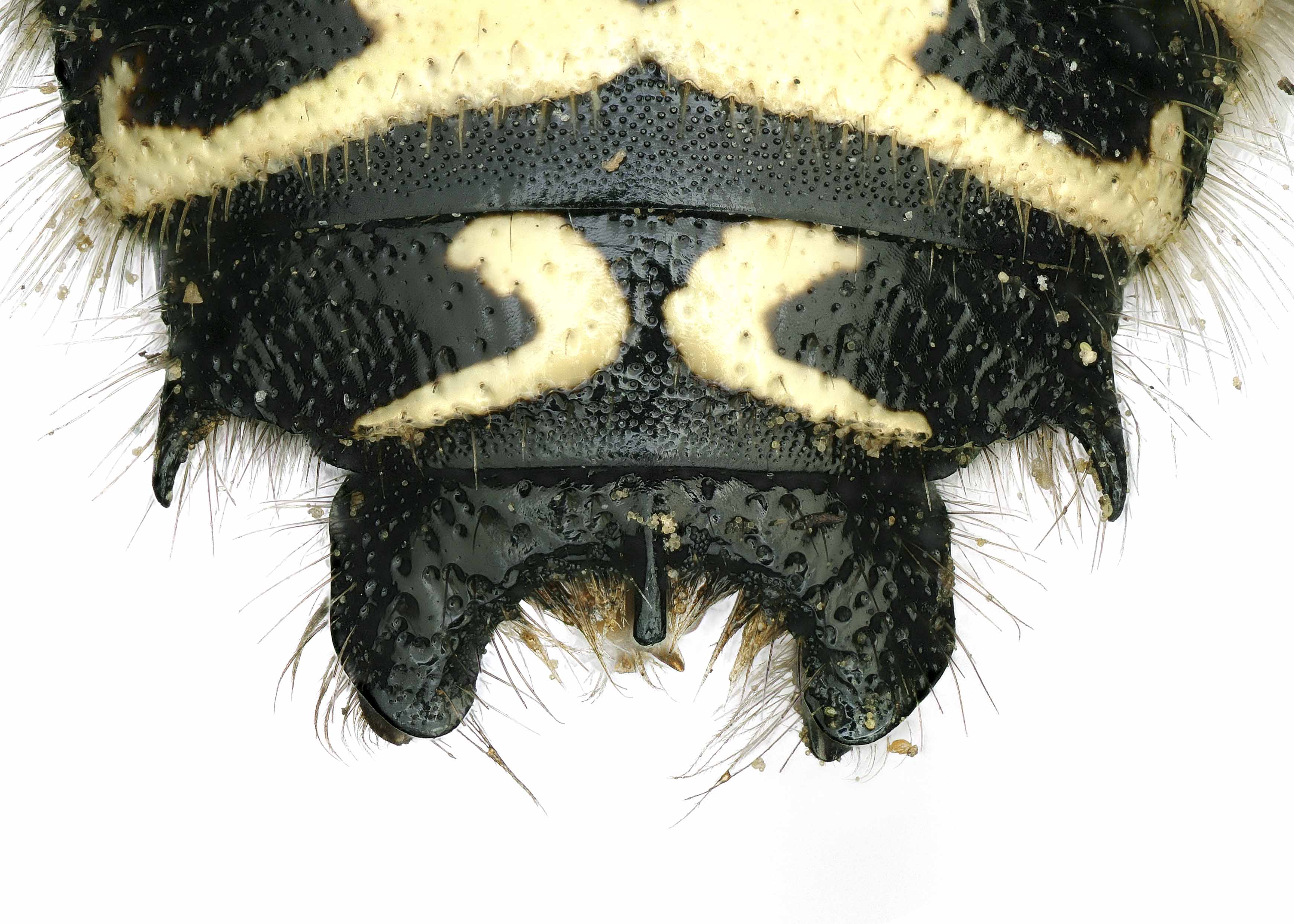 Anthidium atrifrons | Exotic Bee ID