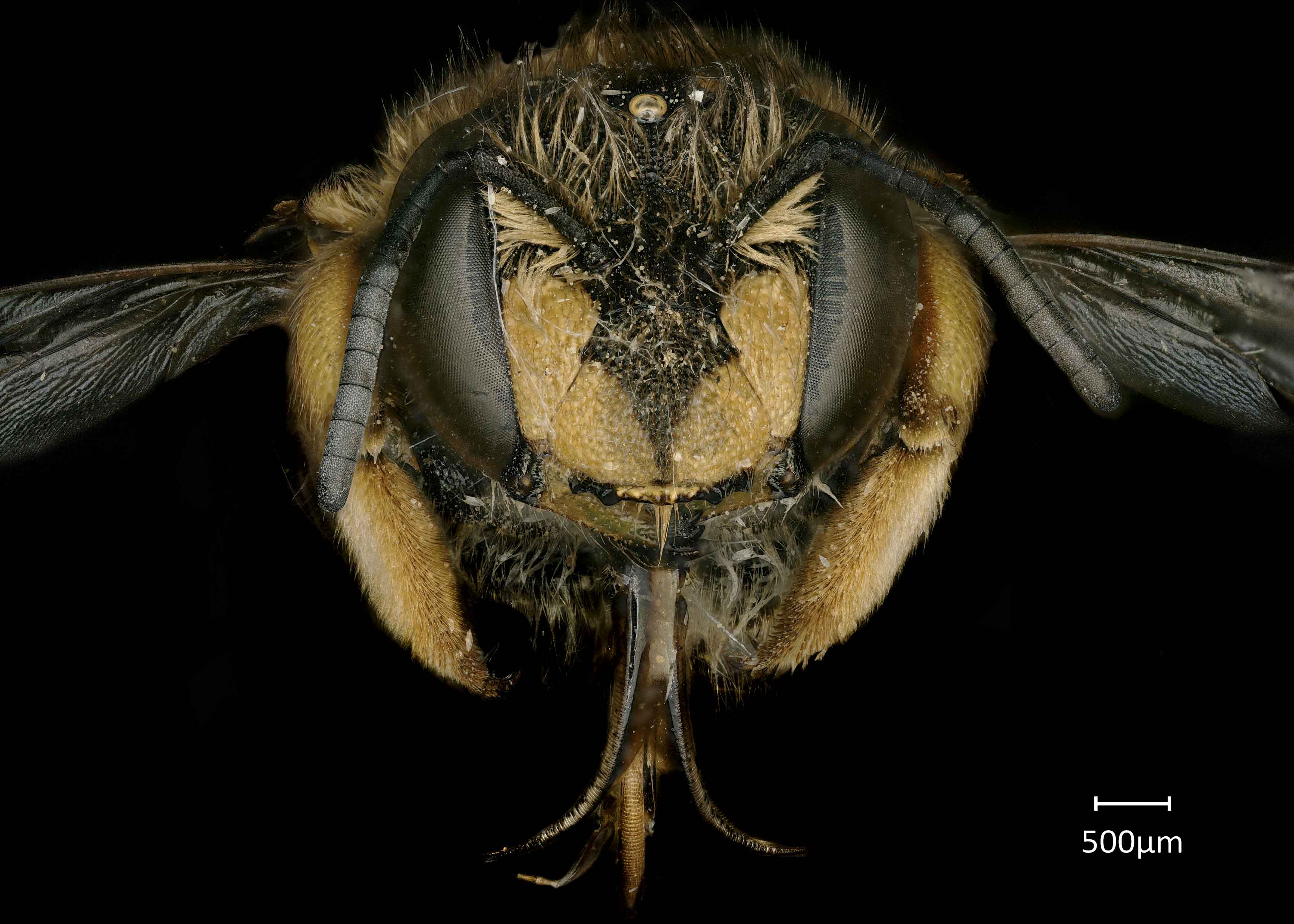 Anthidium manicatum | Exotic Bee ID