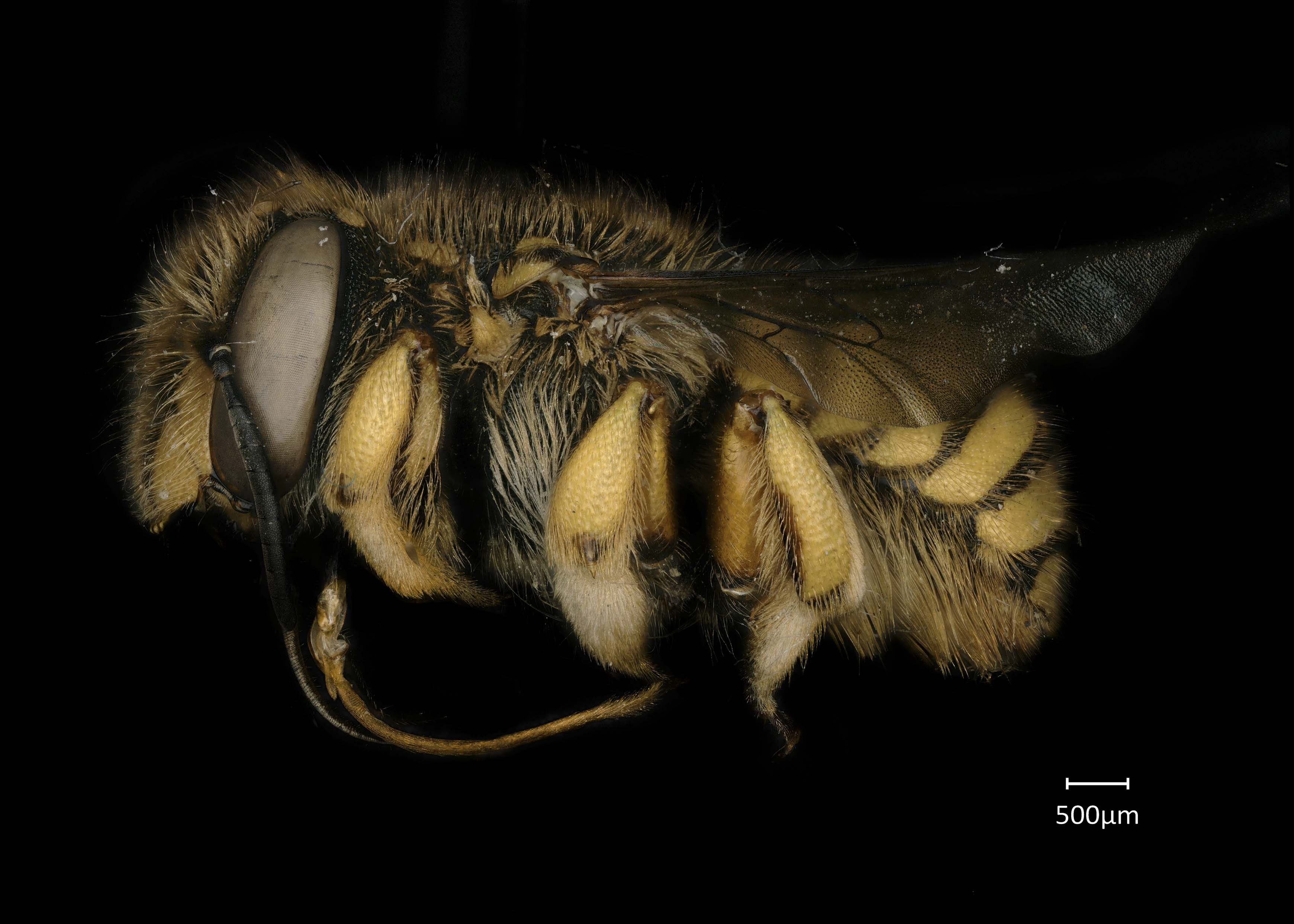 Anthidium manicatum | Exotic Bee ID