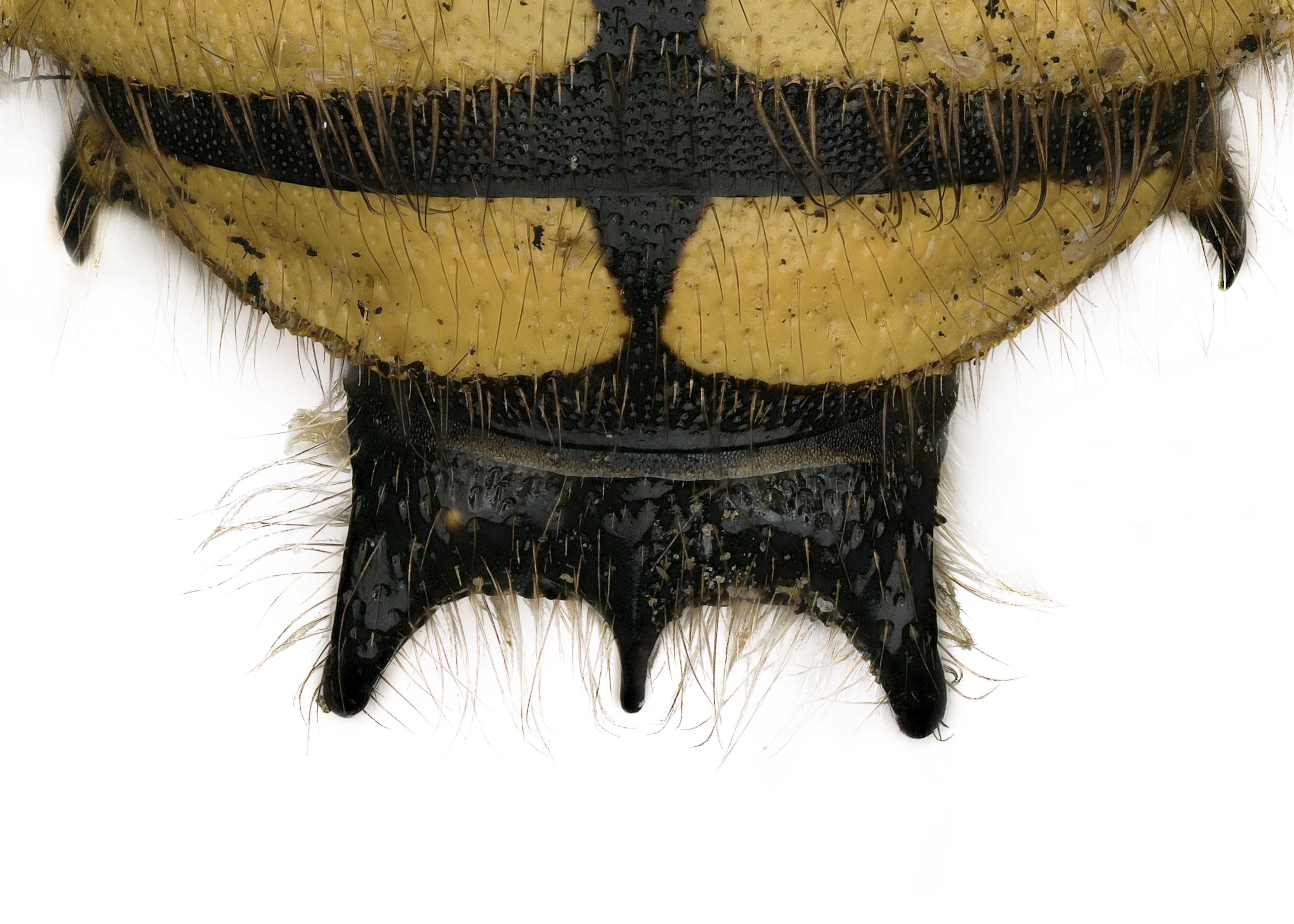 Anthidium manicatum | Exotic Bee ID