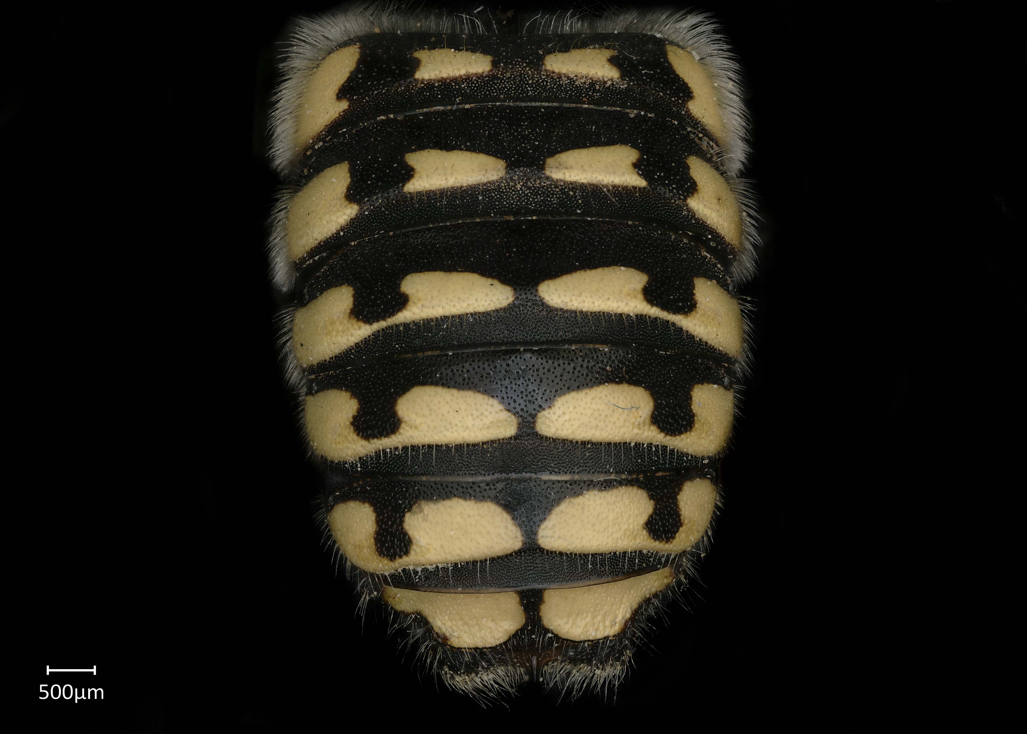 Anthidium porterae | Exotic Bee ID