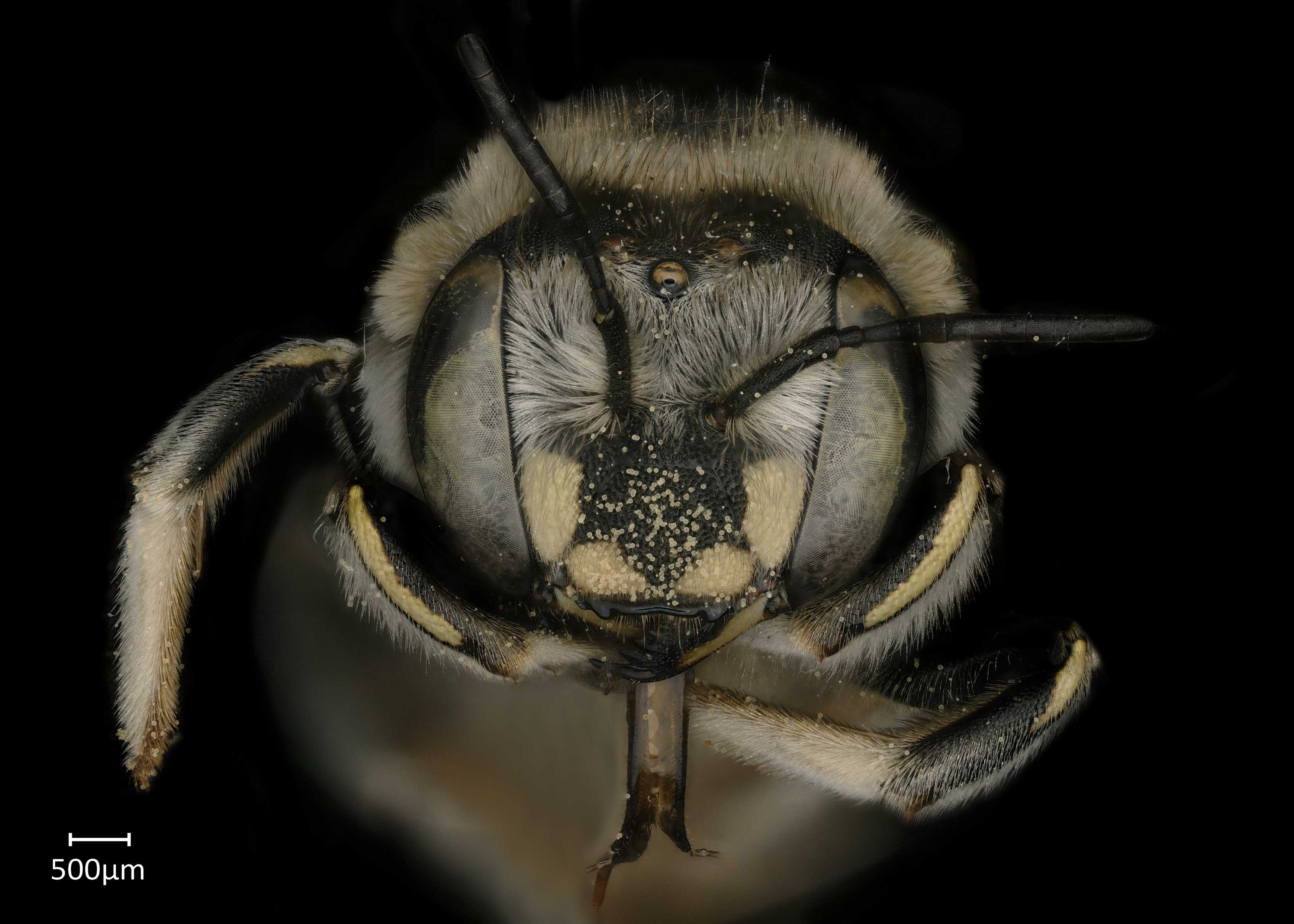 Anthidium porterae | Exotic Bee ID