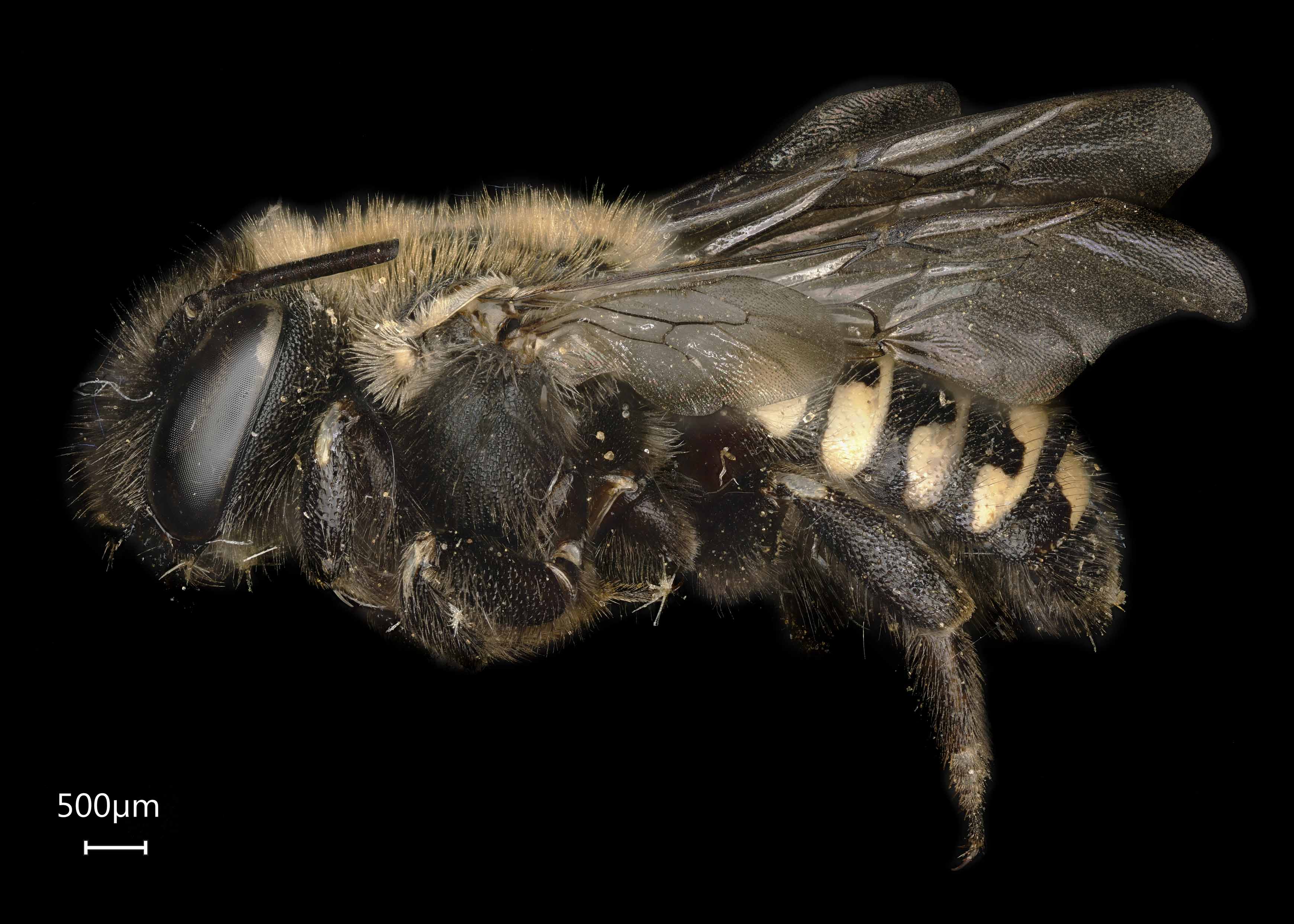 Anthidium emarginatum | Exotic Bee ID