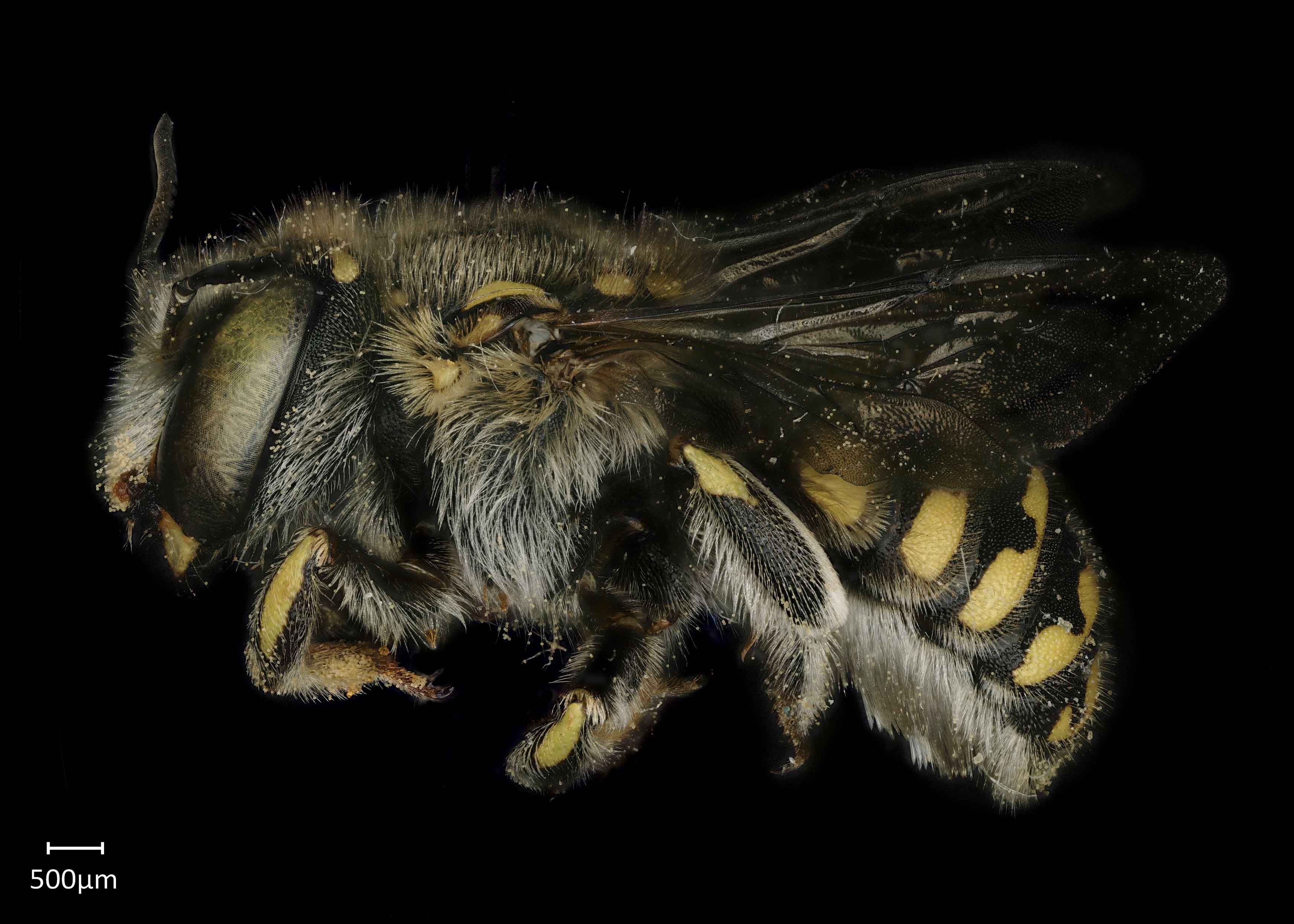 Anthidium maculifrons | Exotic Bee ID