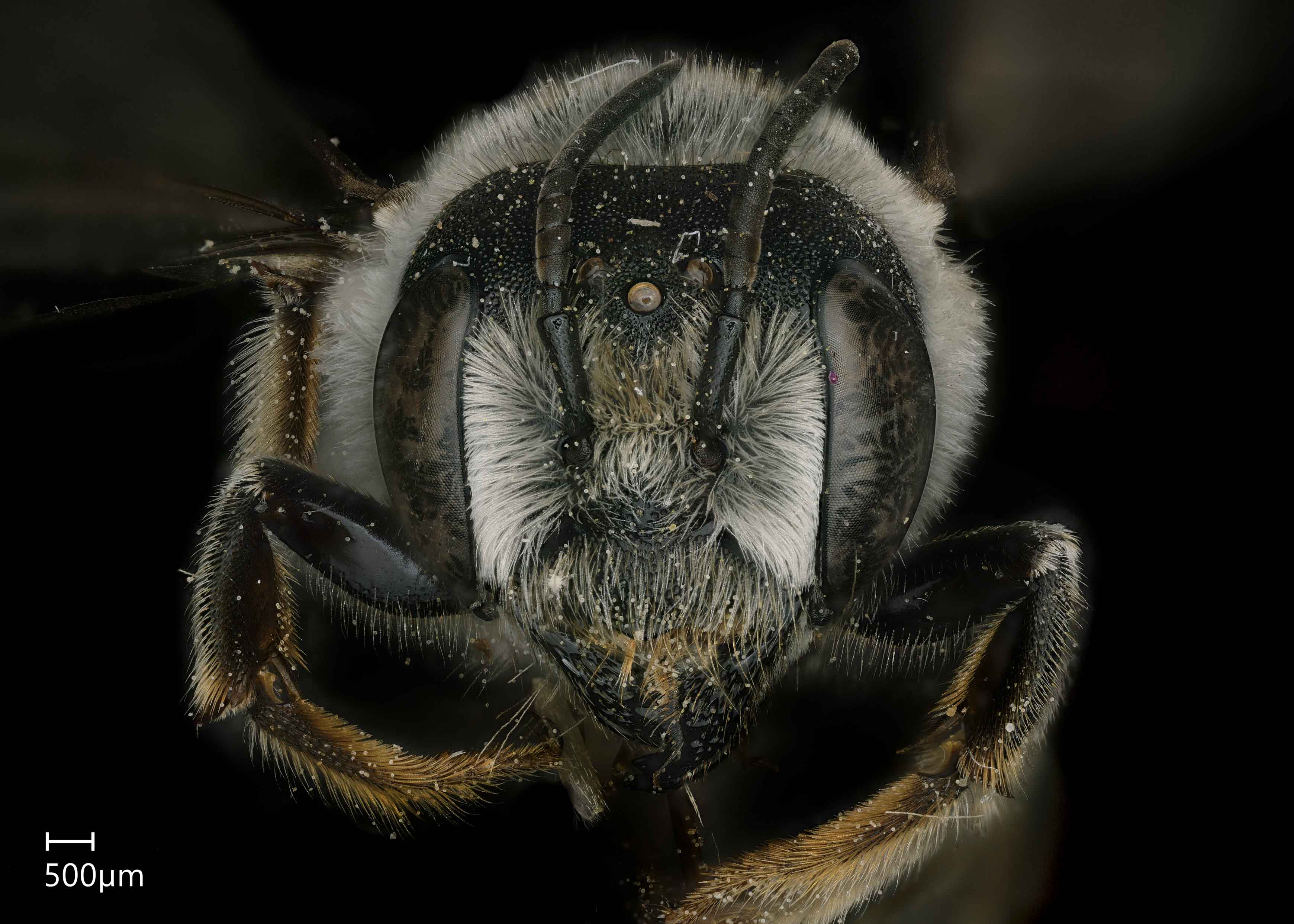 Megachile #40; Sayapis #41; | Exotic Bee ID