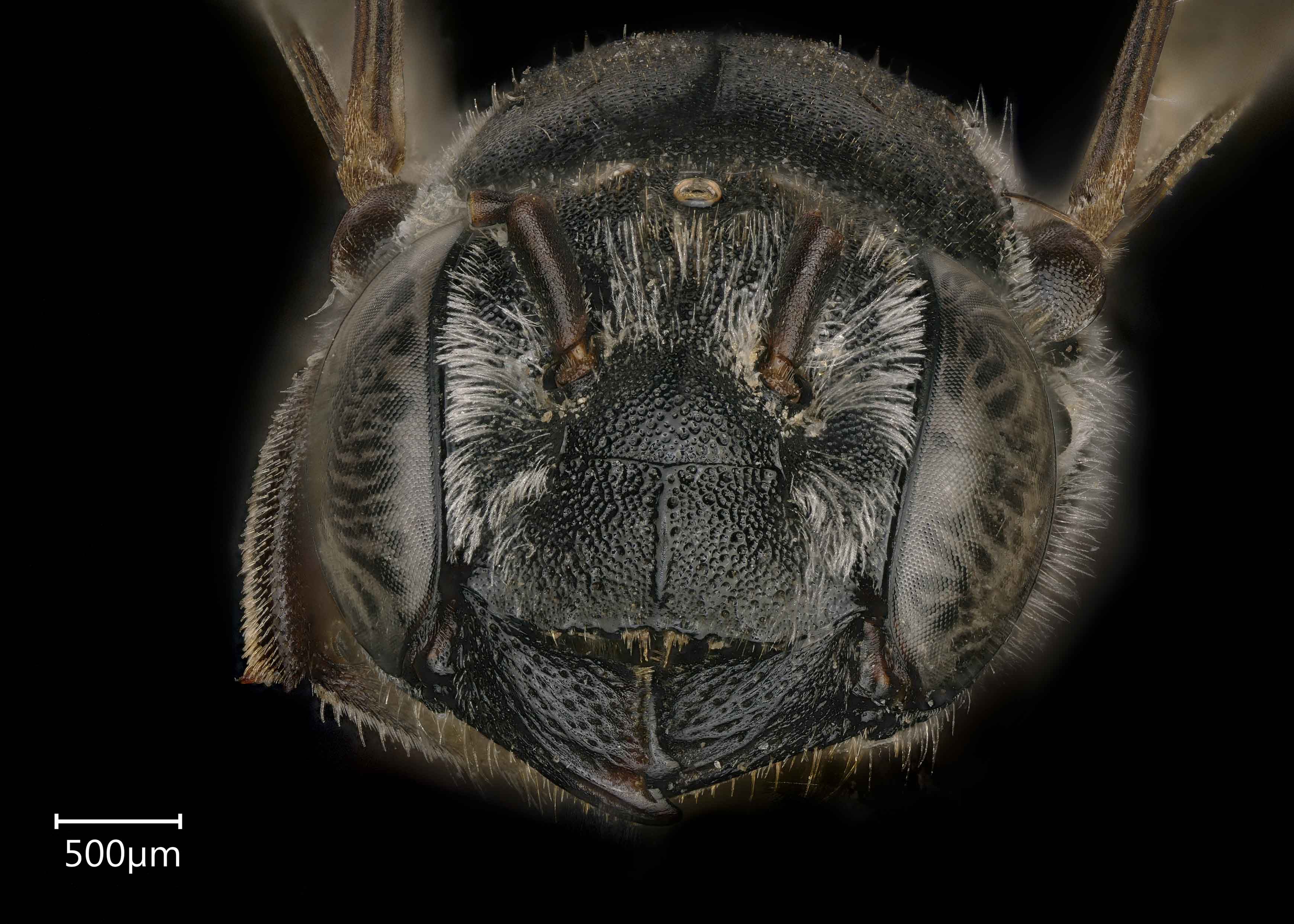 Carinula | Exotic Bee ID