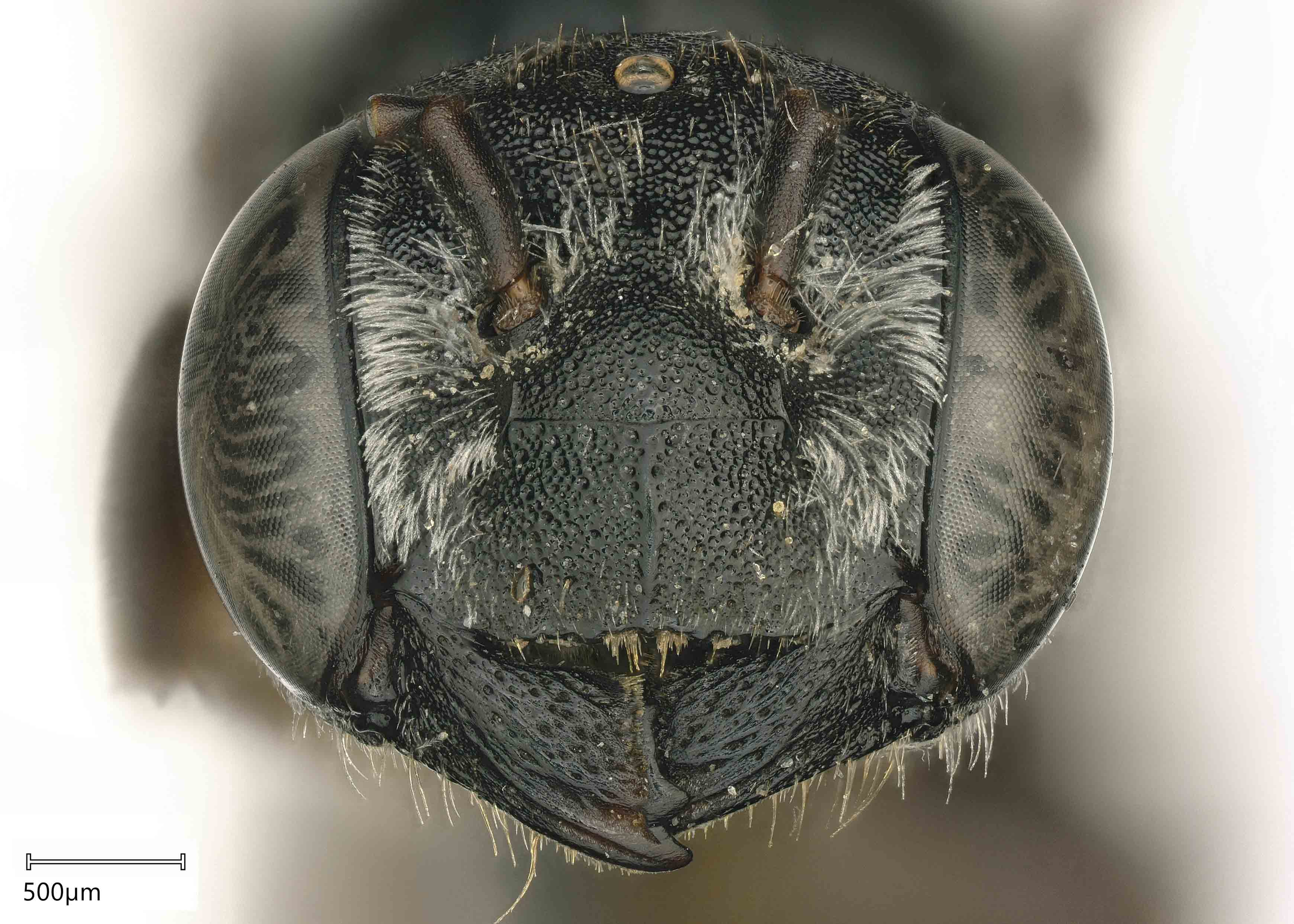 Carinula | Exotic Bee ID