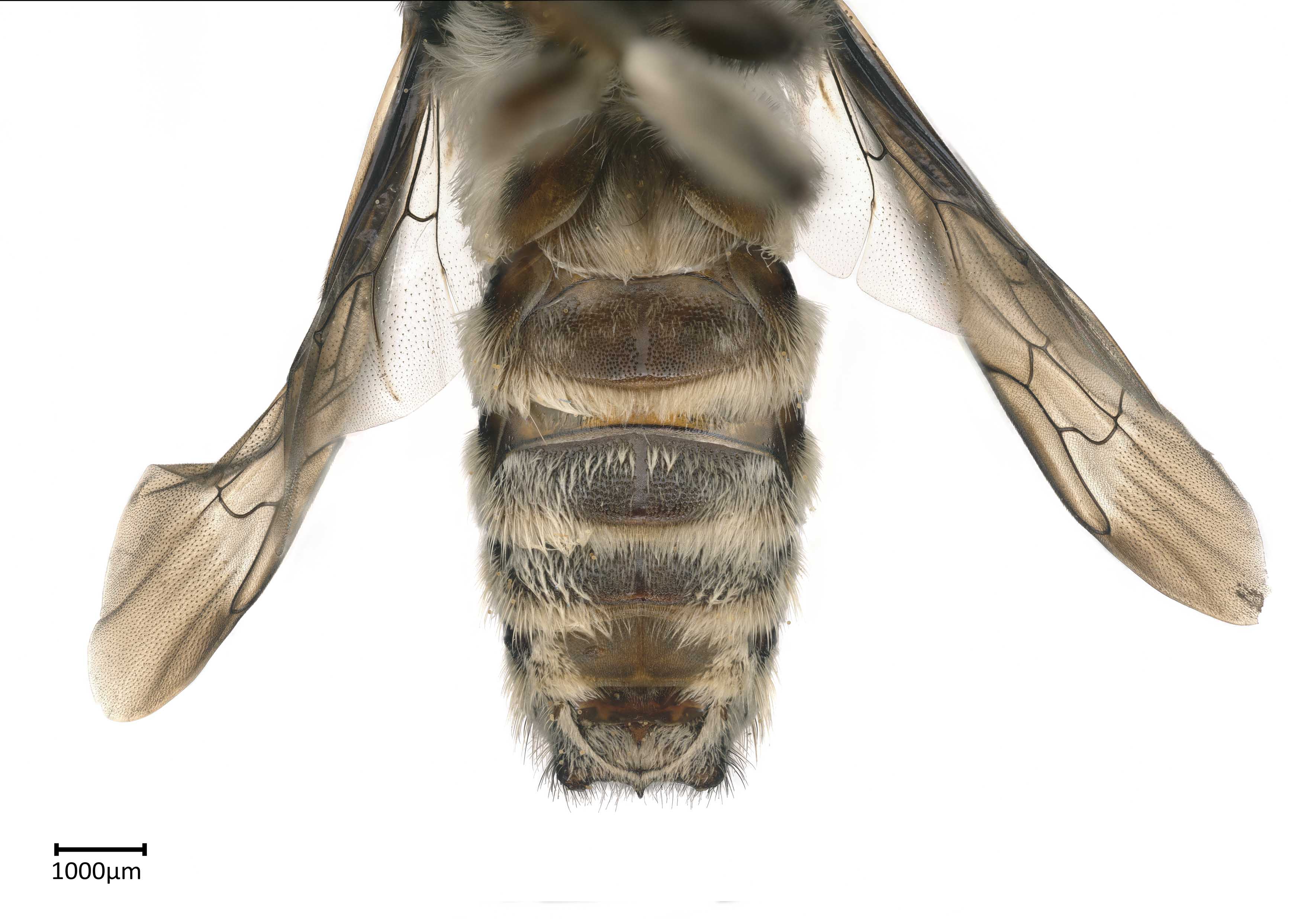 Megachile #40; Creightonella #41; | Exotic Bee ID