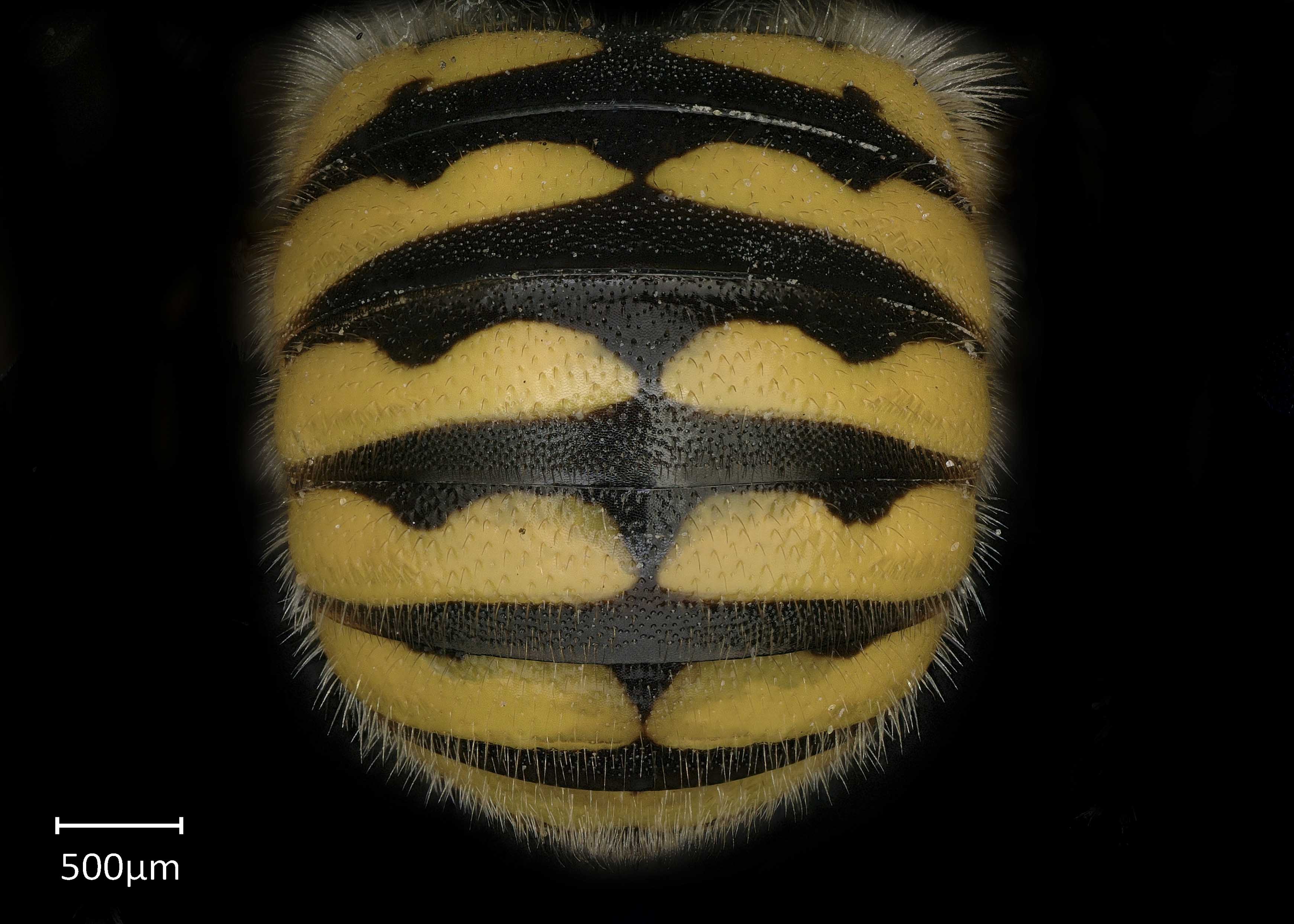 Anthidium paroselae | Exotic Bee ID
