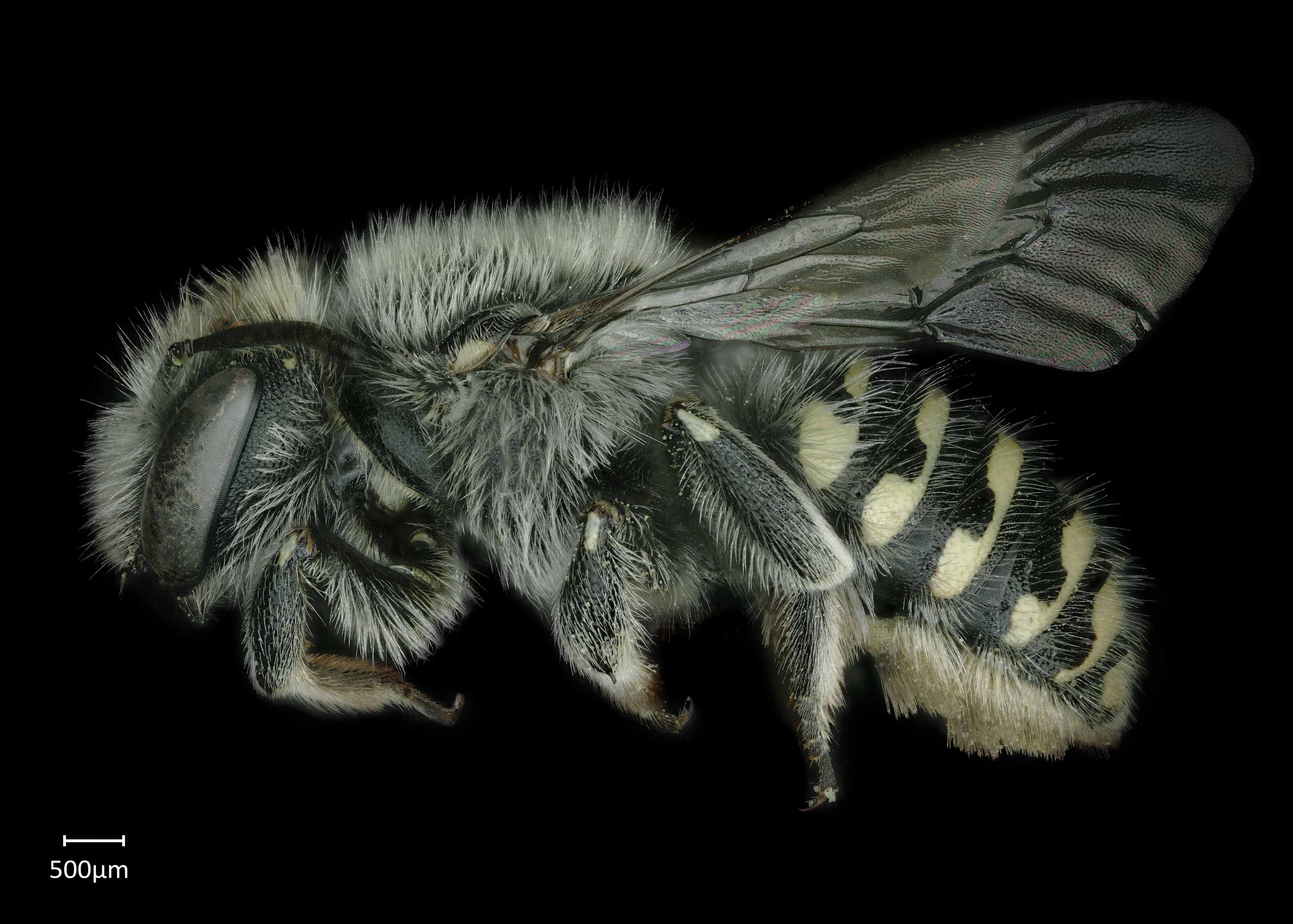 Anthidium tenuiflorae | Exotic Bee ID