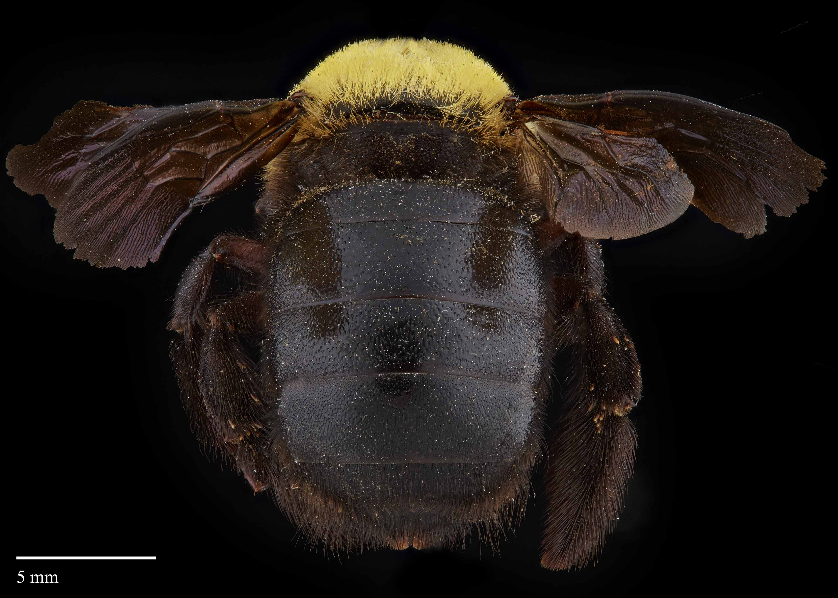 Alloxylocopa | Exotic Bee ID