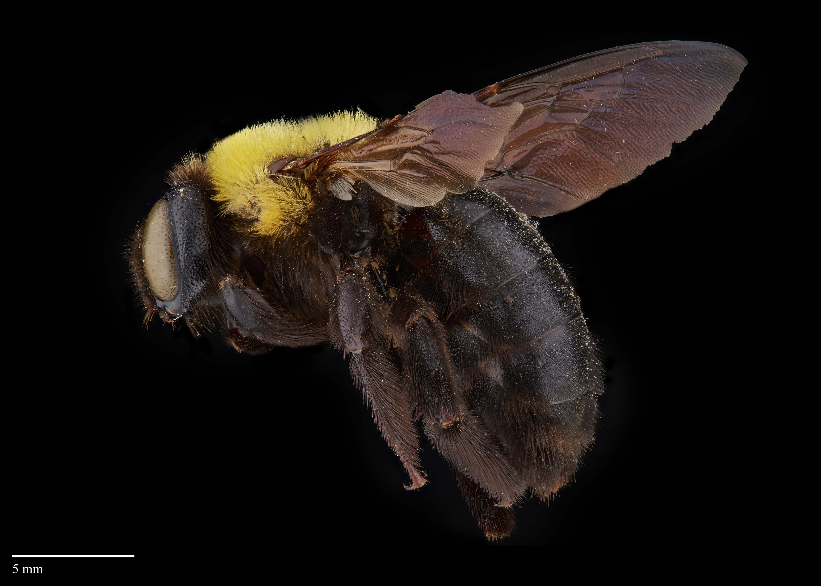 Alloxylocopa | Exotic Bee ID