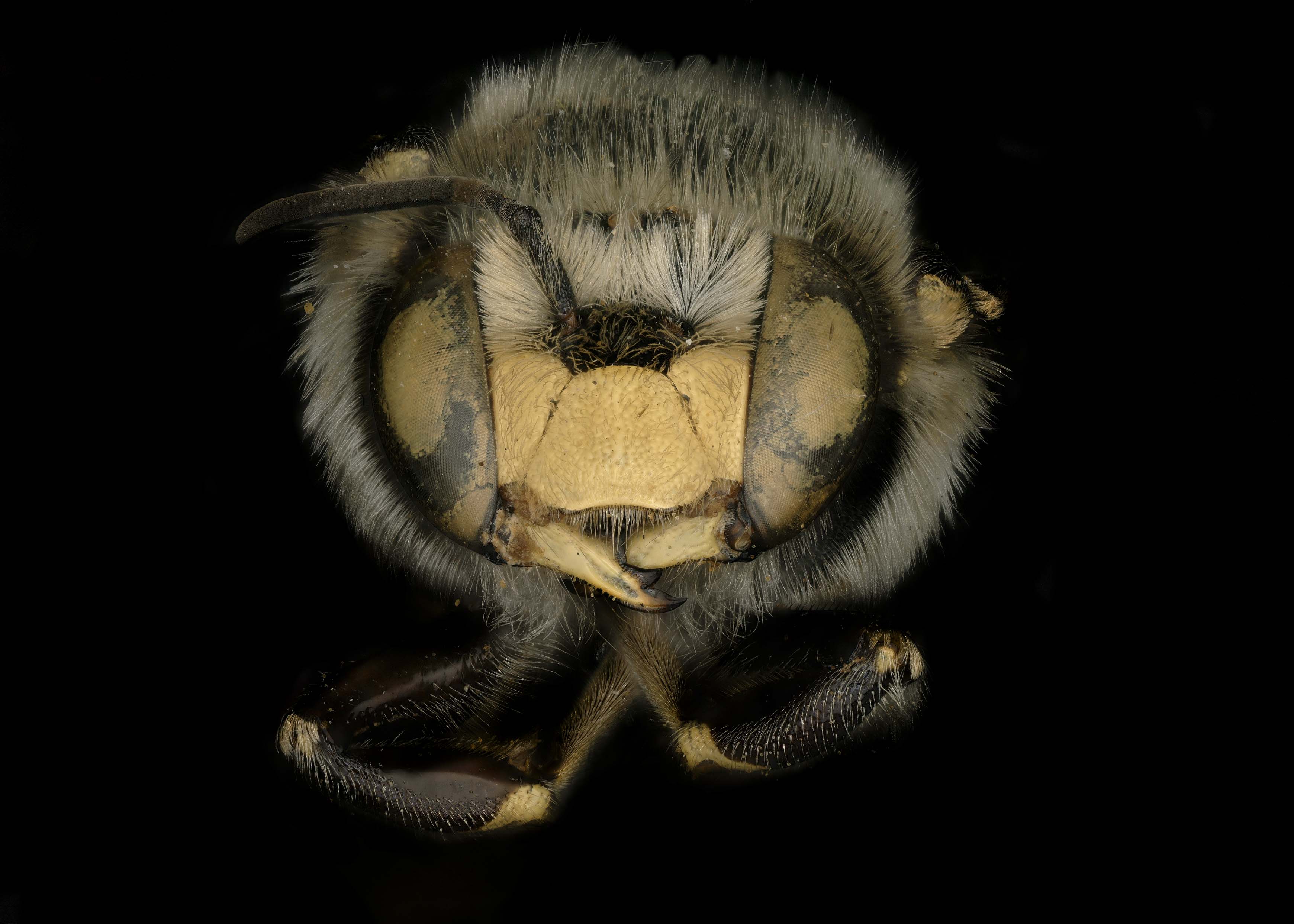 Anthidium psoraleae | Exotic Bee ID