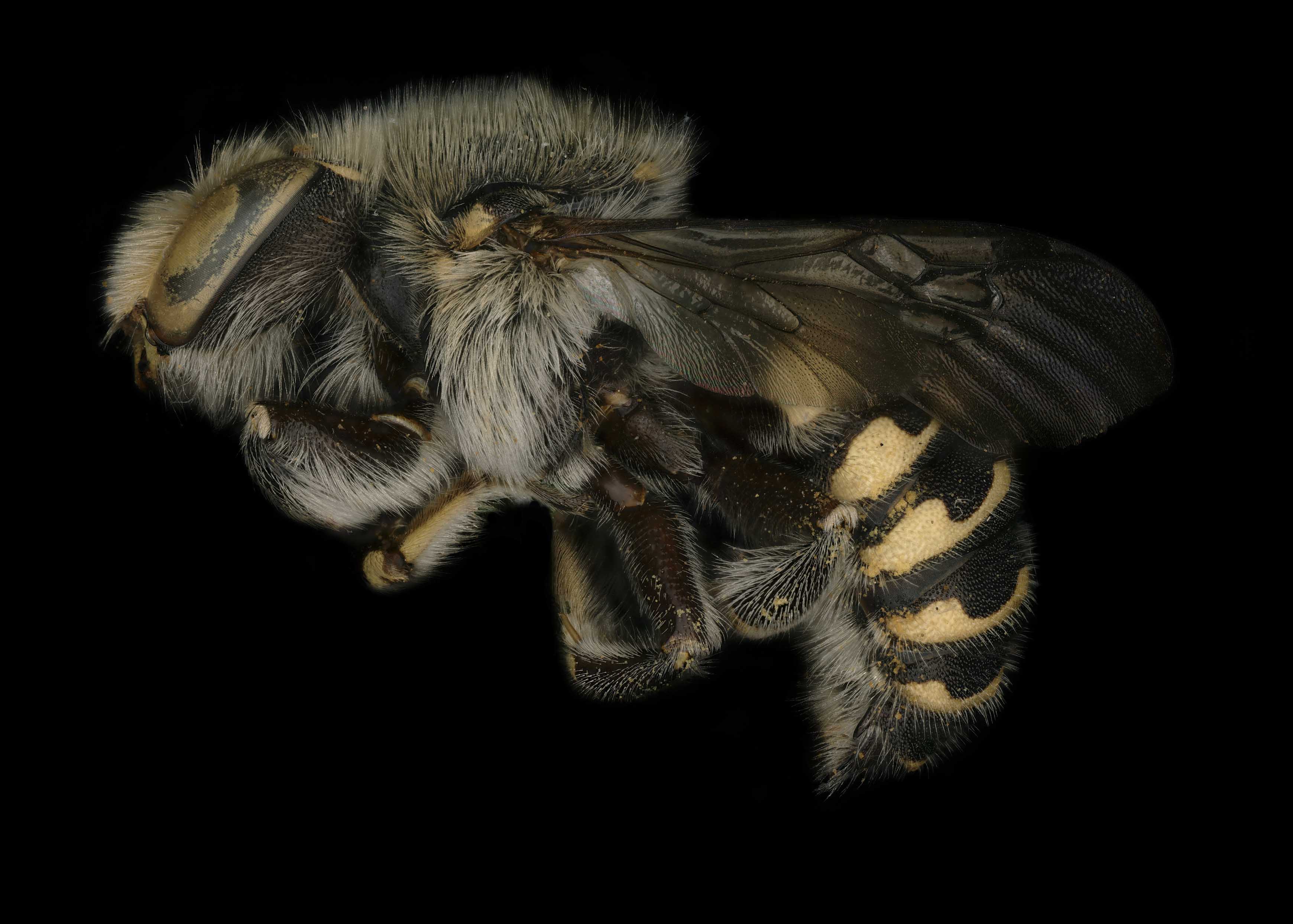 Anthidium psoraleae | Exotic Bee ID