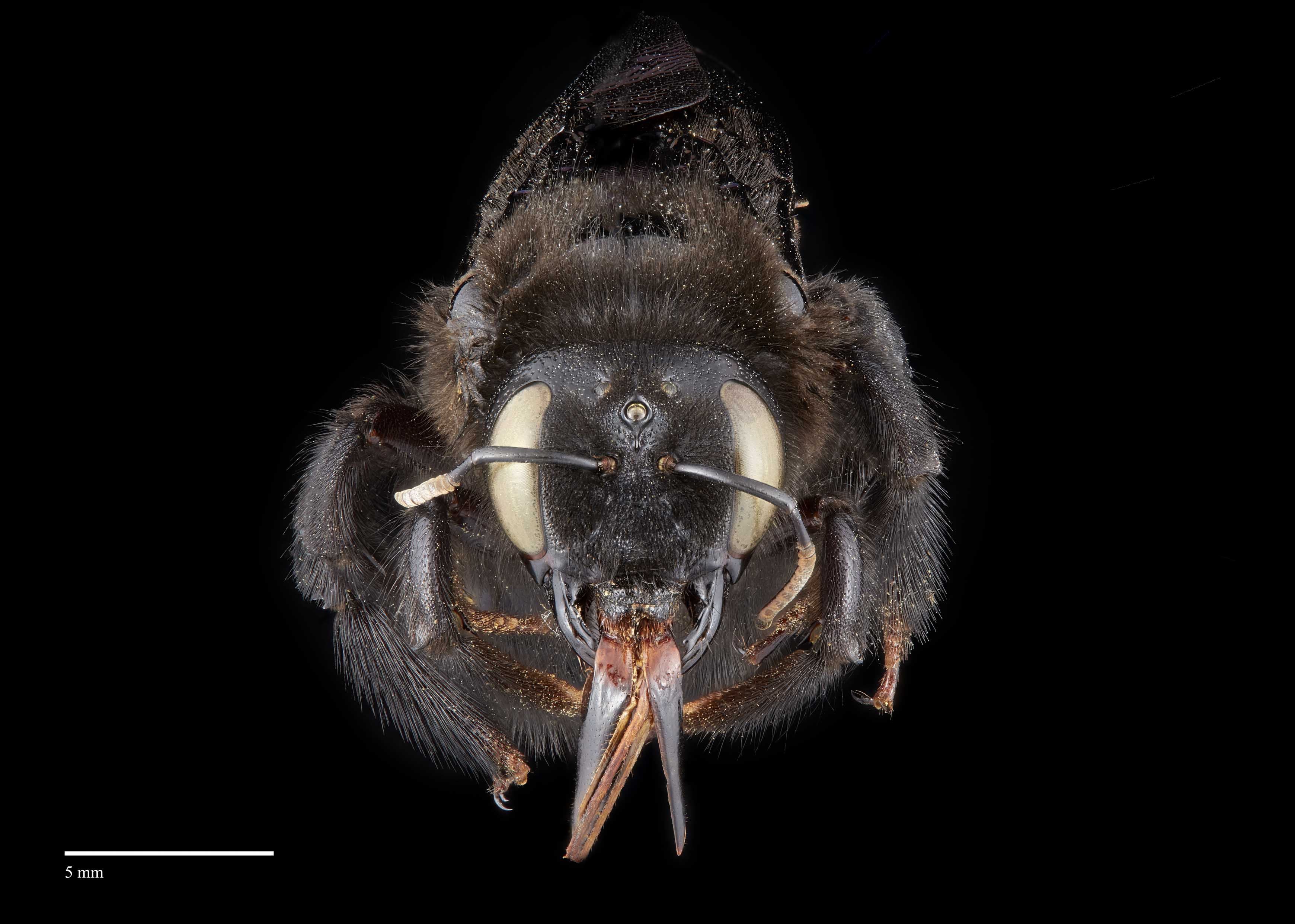 Xylocopa s. str. | Exotic Bee ID