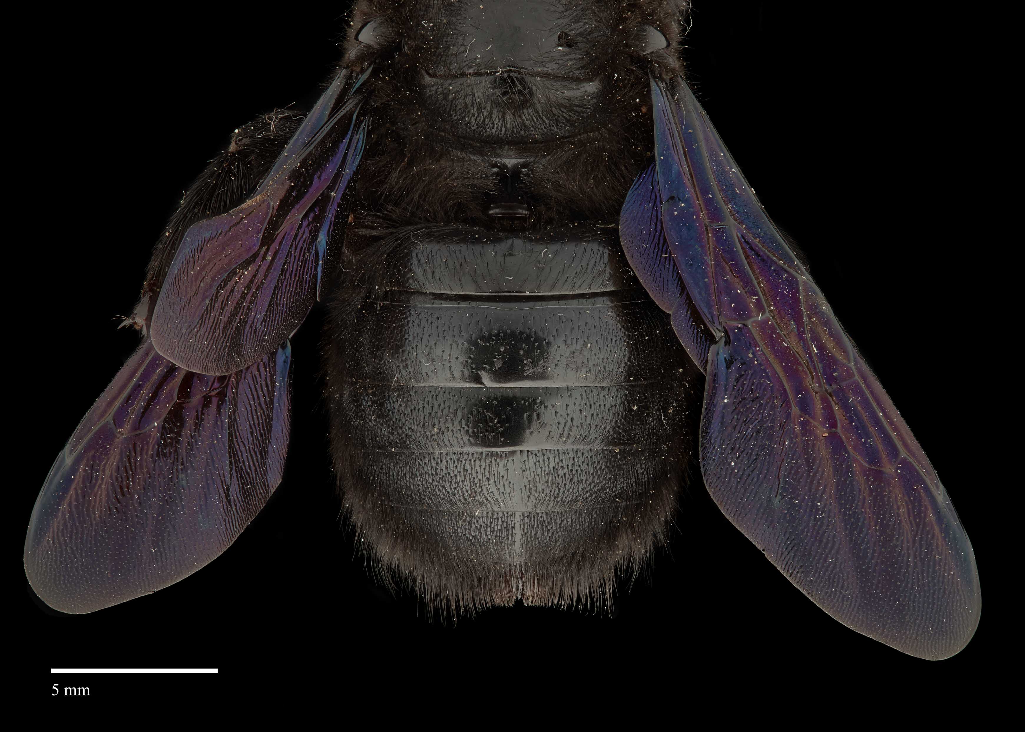 Xylocopa s. str. | Exotic Bee ID
