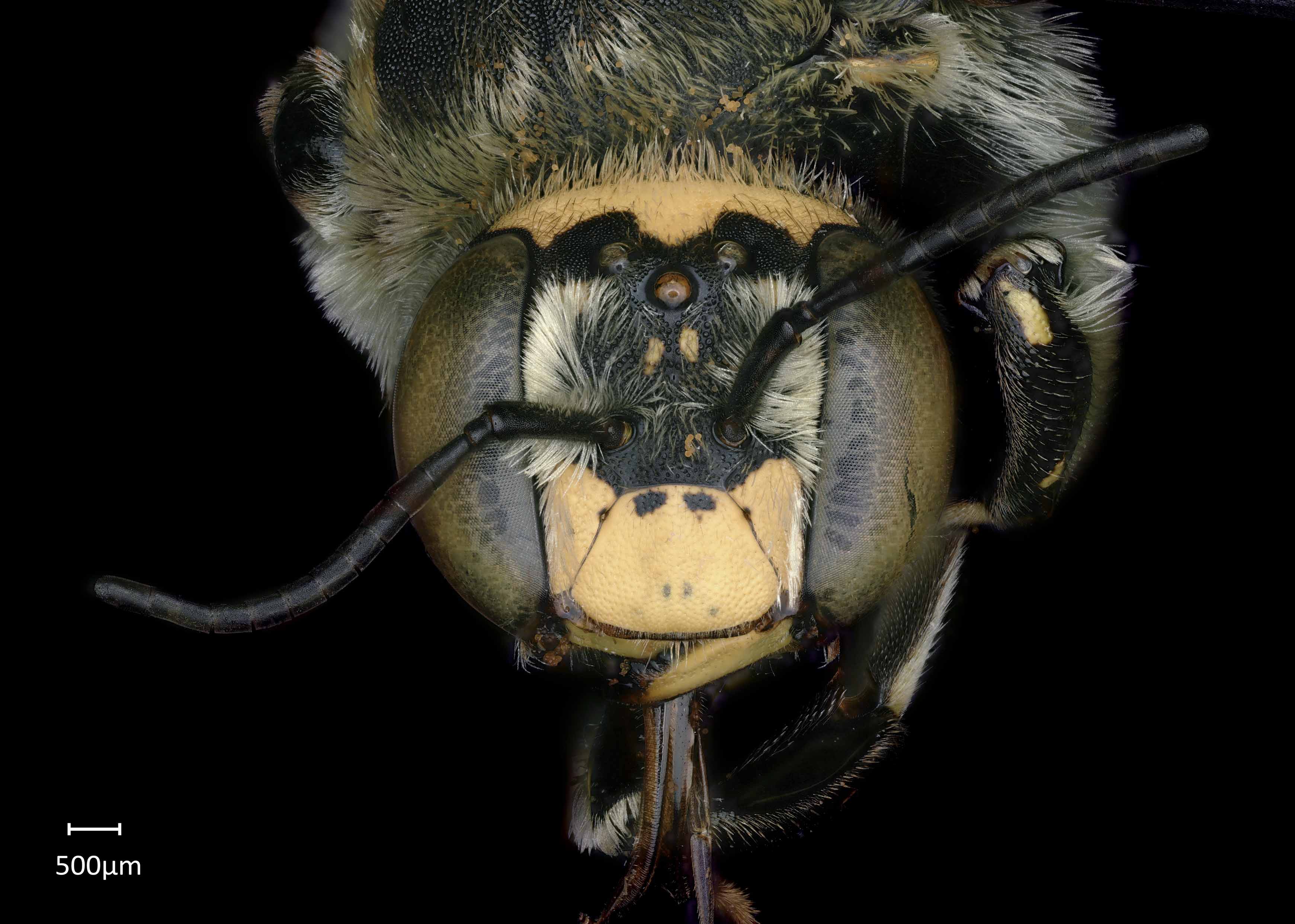 Anthidium chamelense | Exotic Bee ID