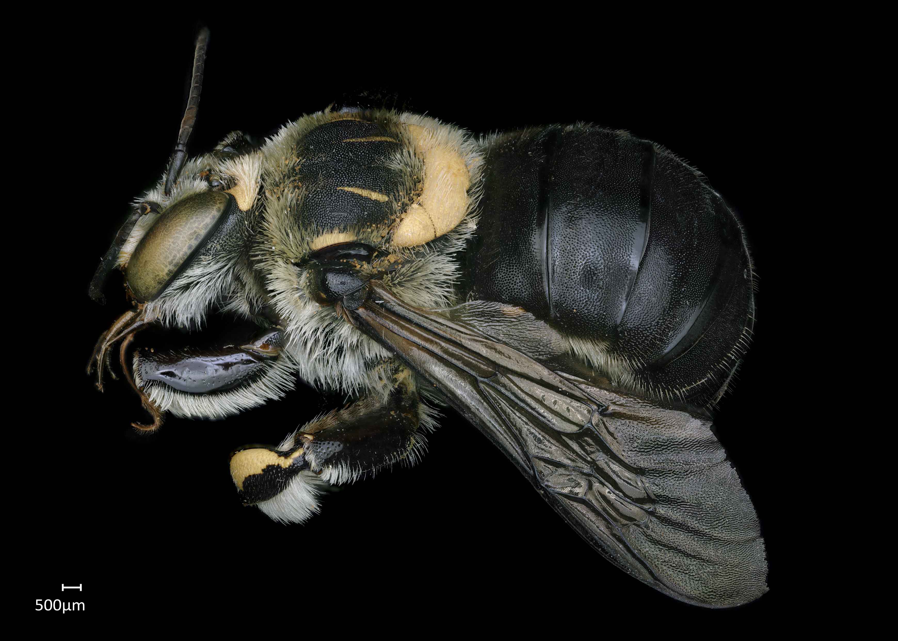 Anthidium chamelense | Exotic Bee ID