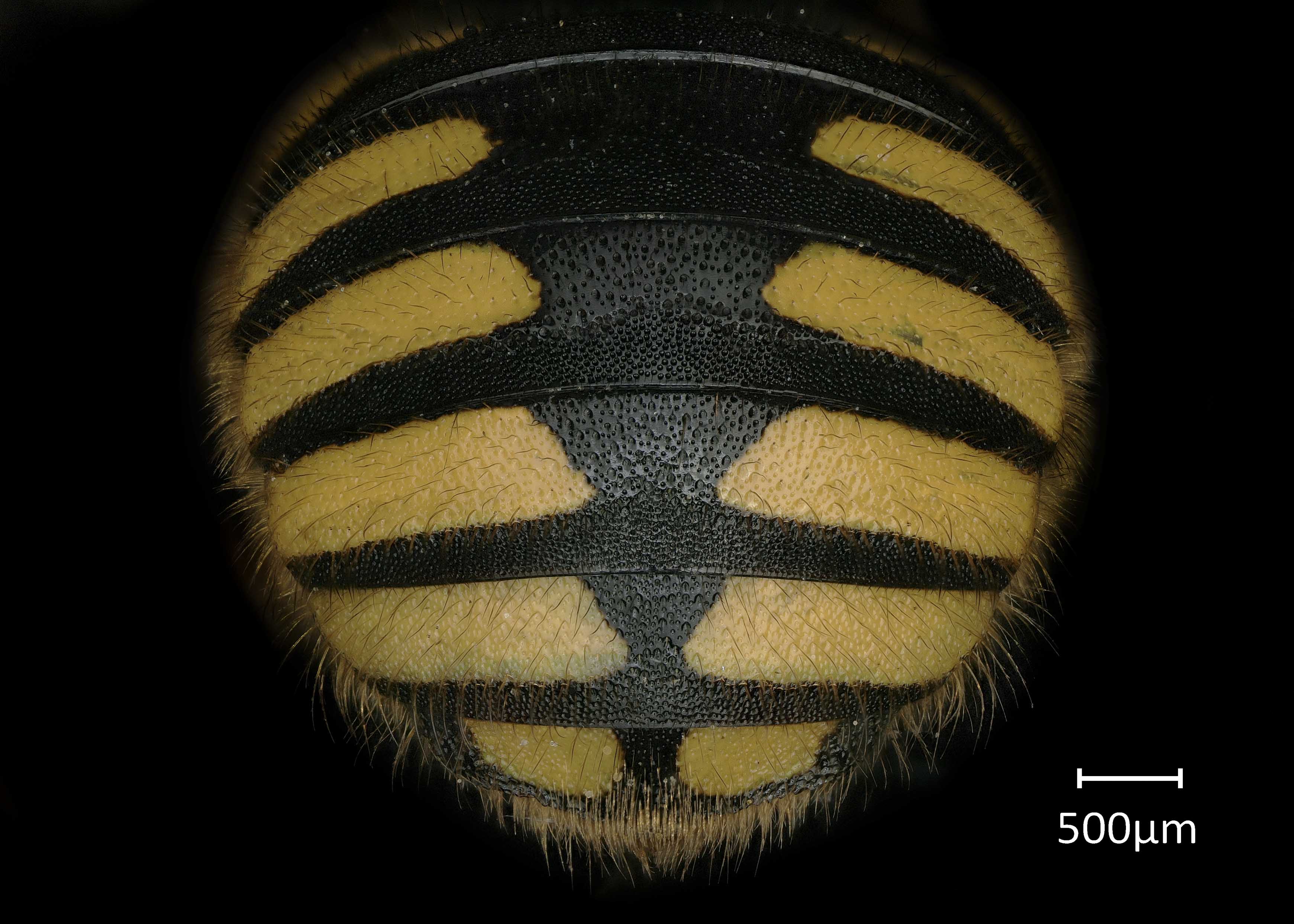 Anthidium manicatum | Exotic Bee ID