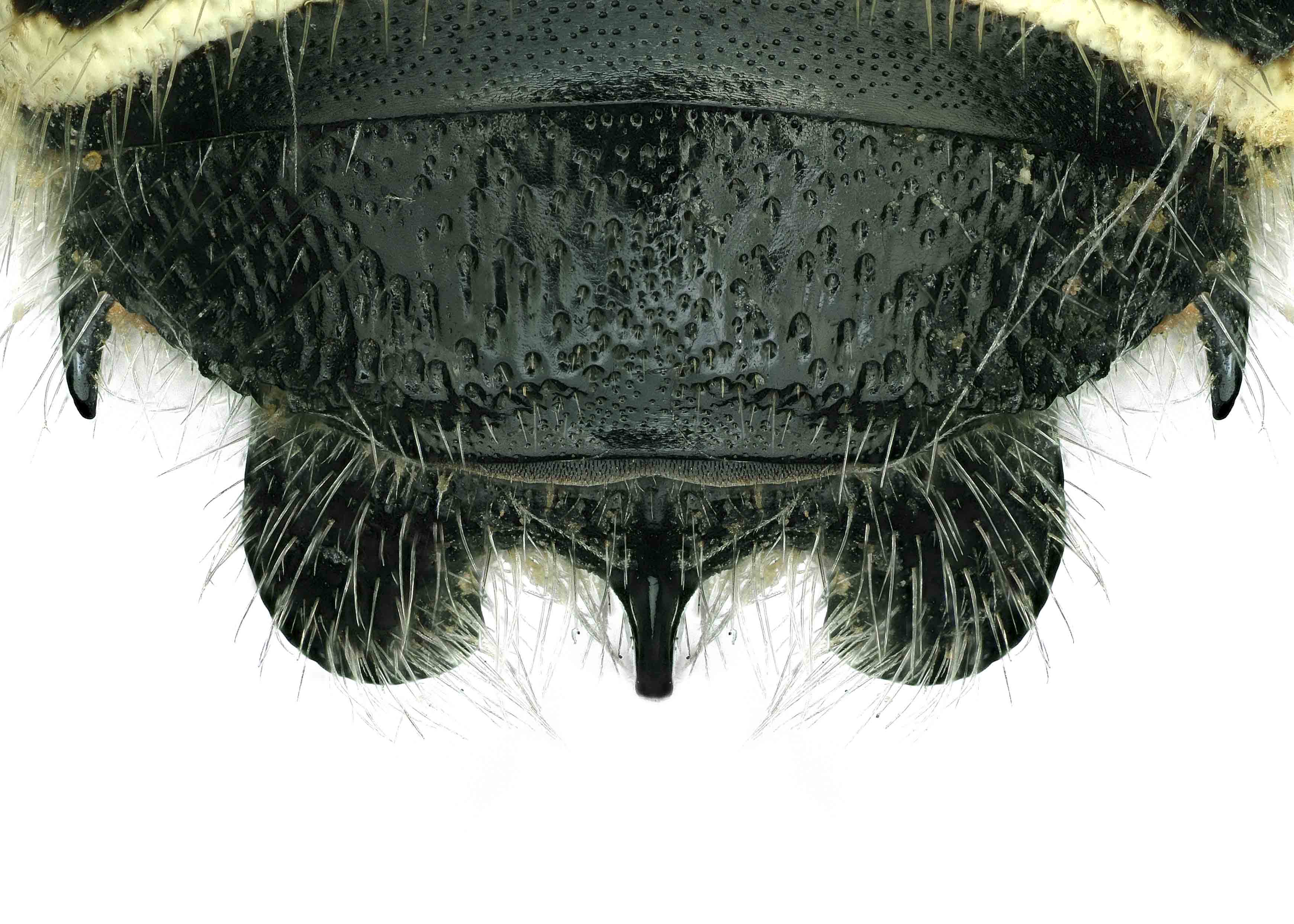 Anthidium schwarzi | Exotic Bee ID