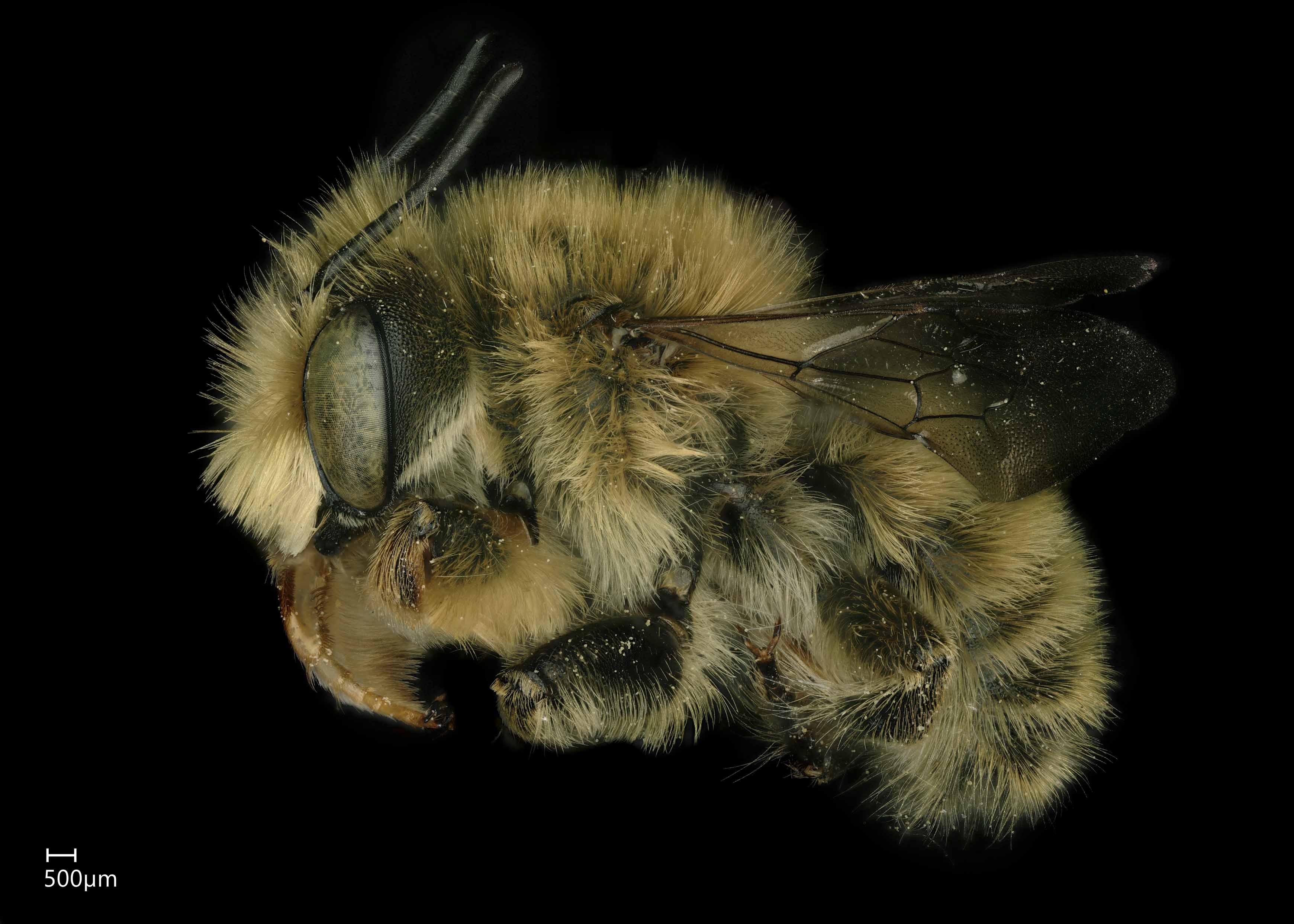 Megachile #40; Xanthosarus #41; | Exotic Bee ID