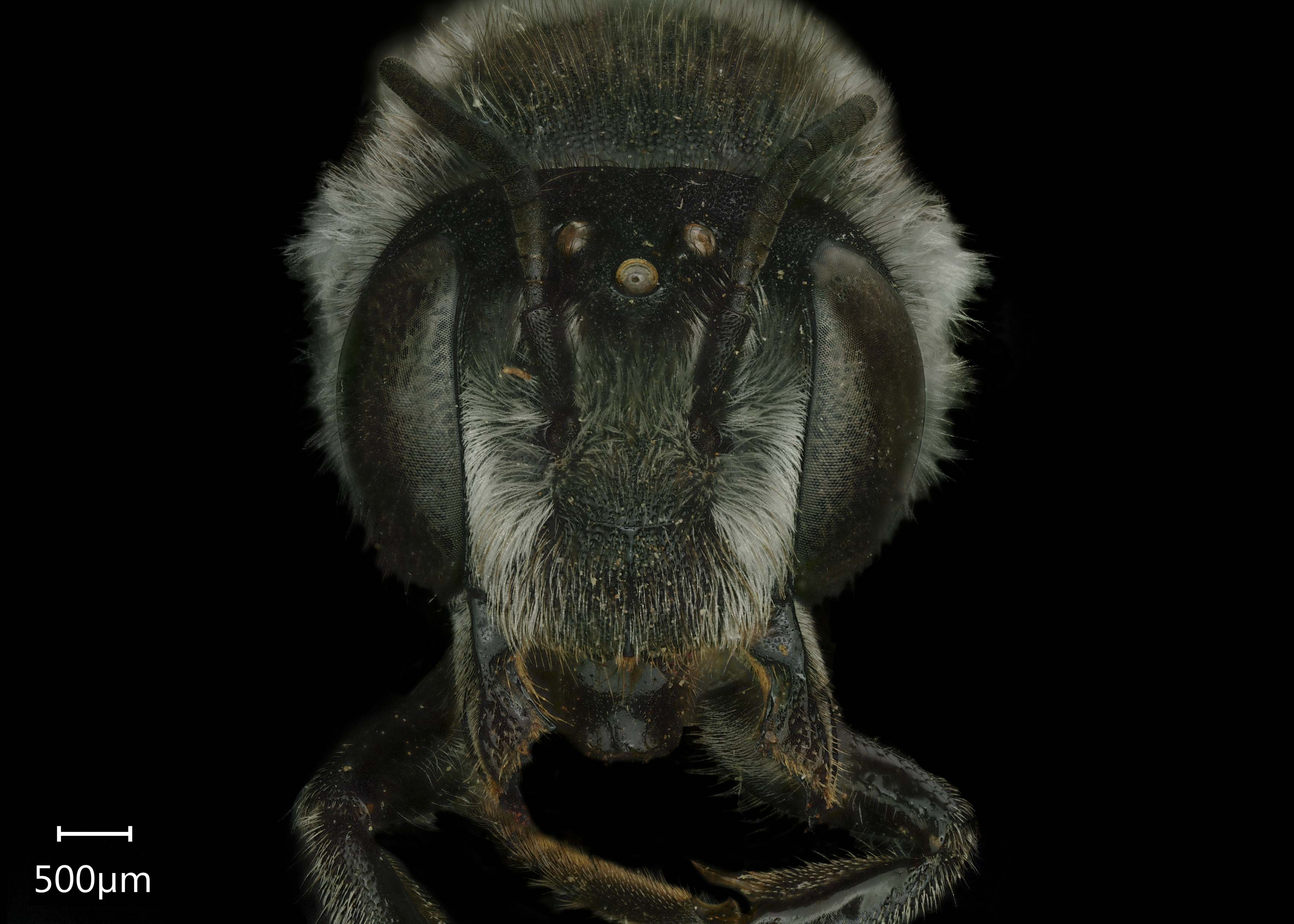 Austrochile | Exotic Bee ID