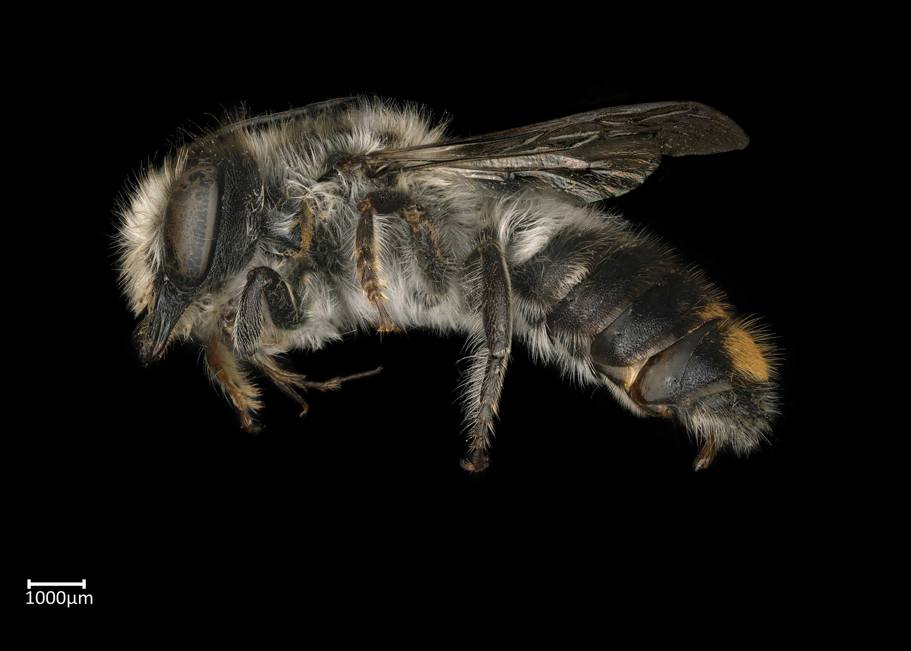 Austrochile | Exotic Bee ID