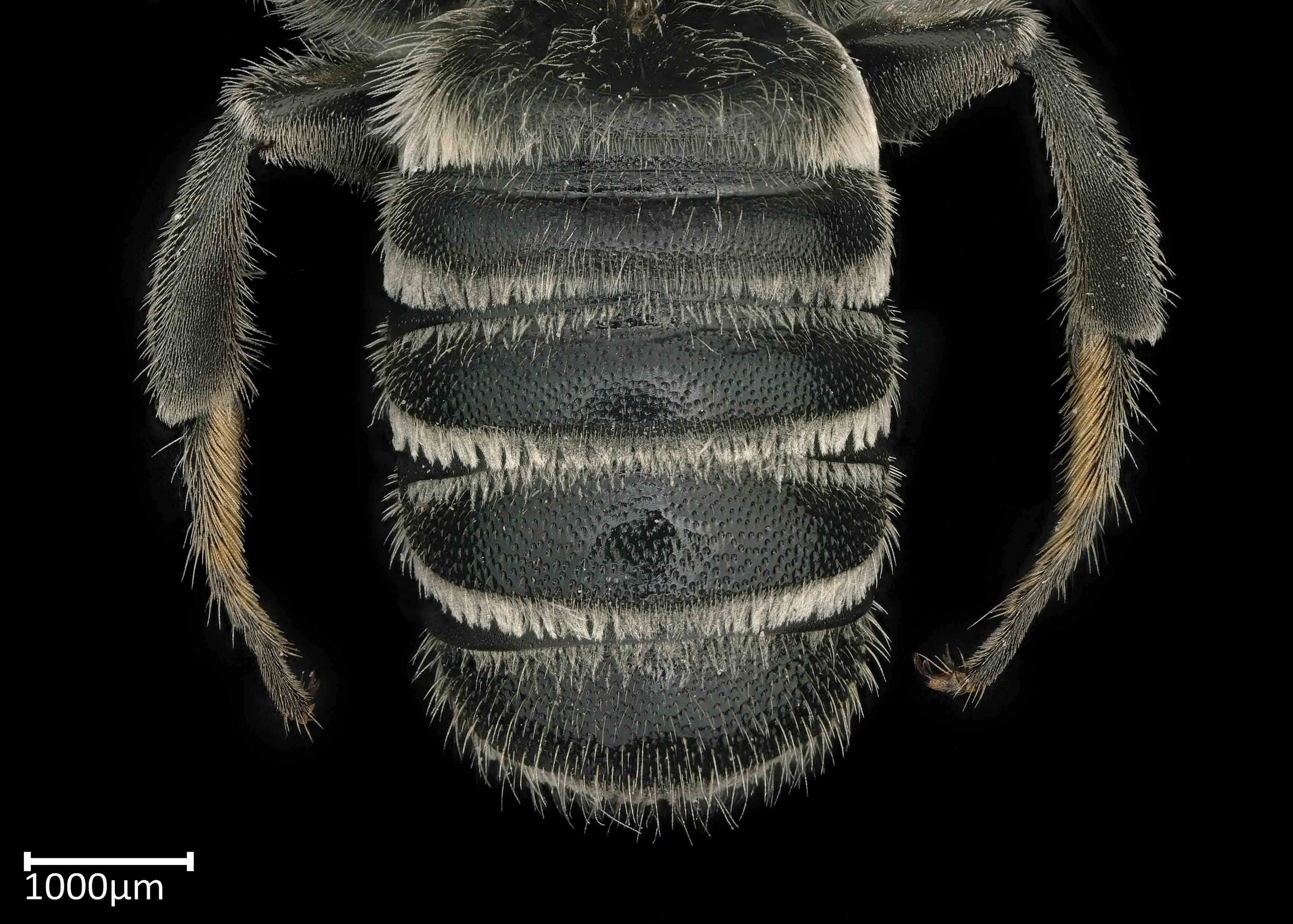 Megachile #40; Megachile #41; | Exotic Bee ID