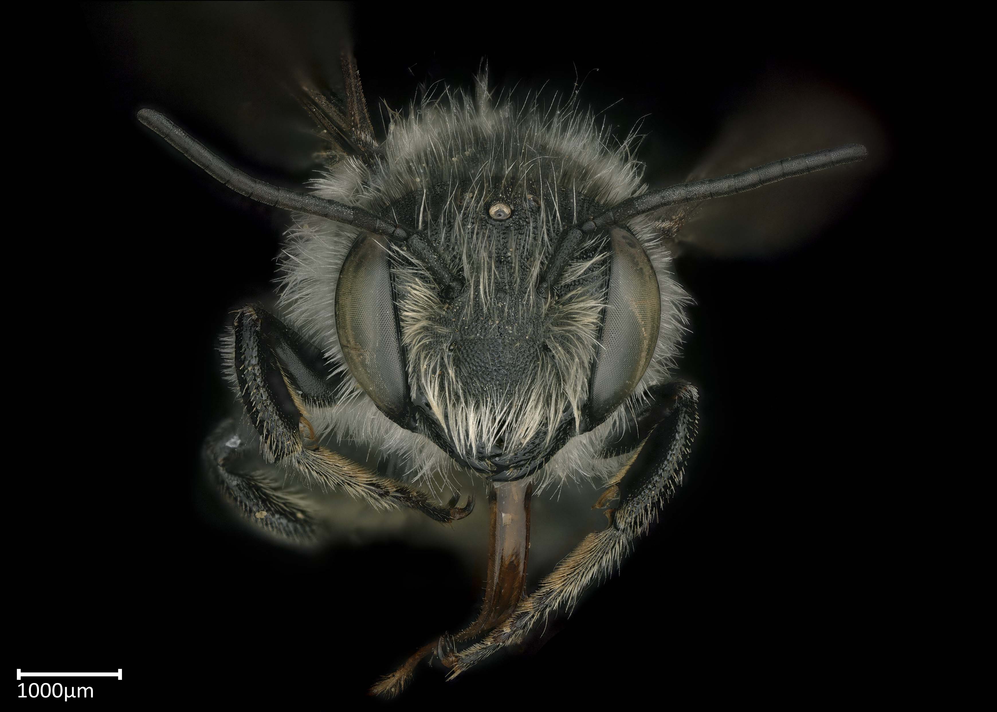 Megachile #40; Megachile #41; | Exotic Bee ID